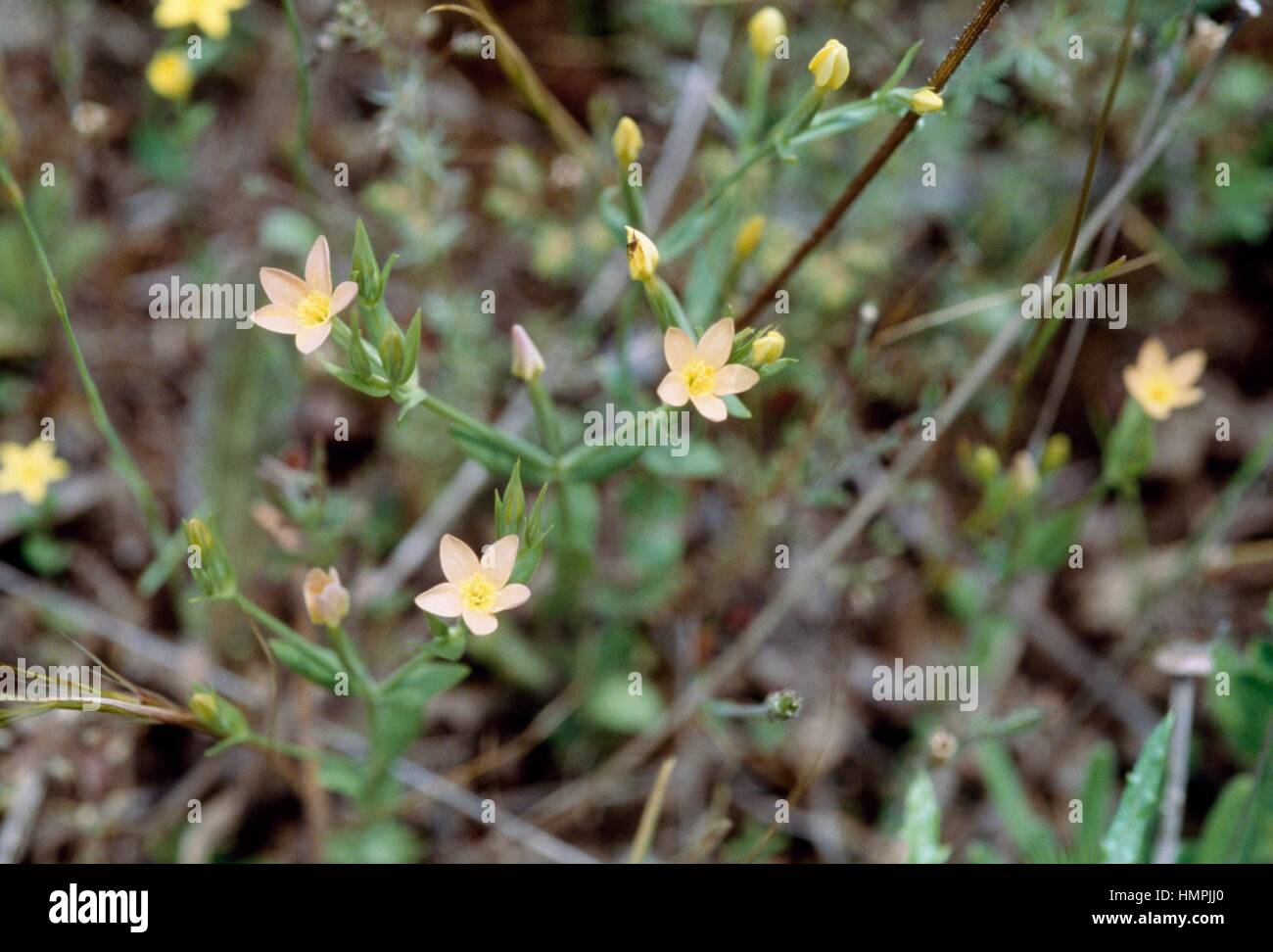 Yellow Centaury (Centaurium maritimum), Gentianaceae Stock Photo - Alamy
