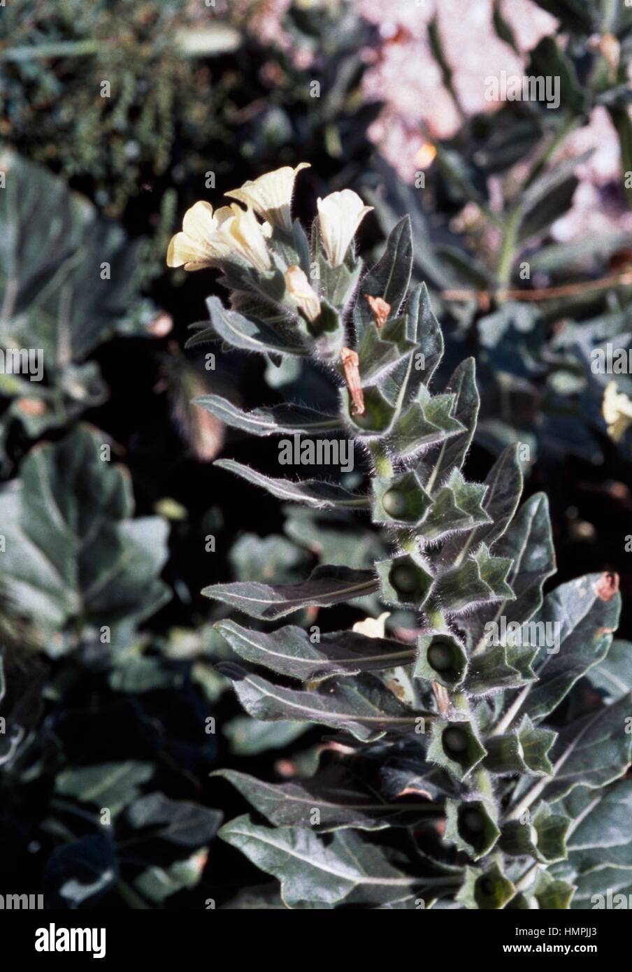White Henbane or Roundleaf Henbane (Hyoscyamus albus), Solanaceae Stock ...