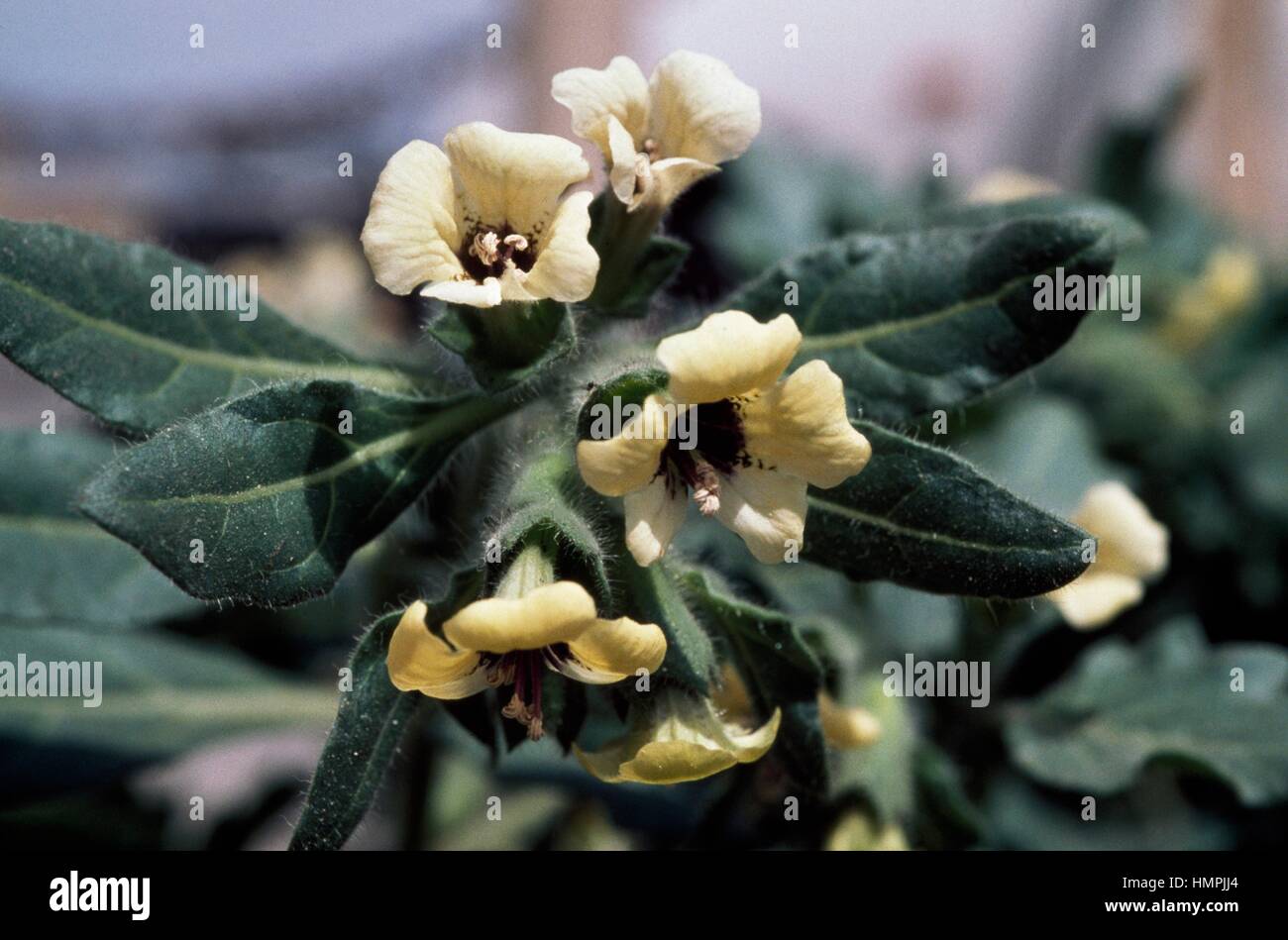 White Henbane or Roundleaf Henbane (Hyoscyamus albus), Solanaceae Stock ...