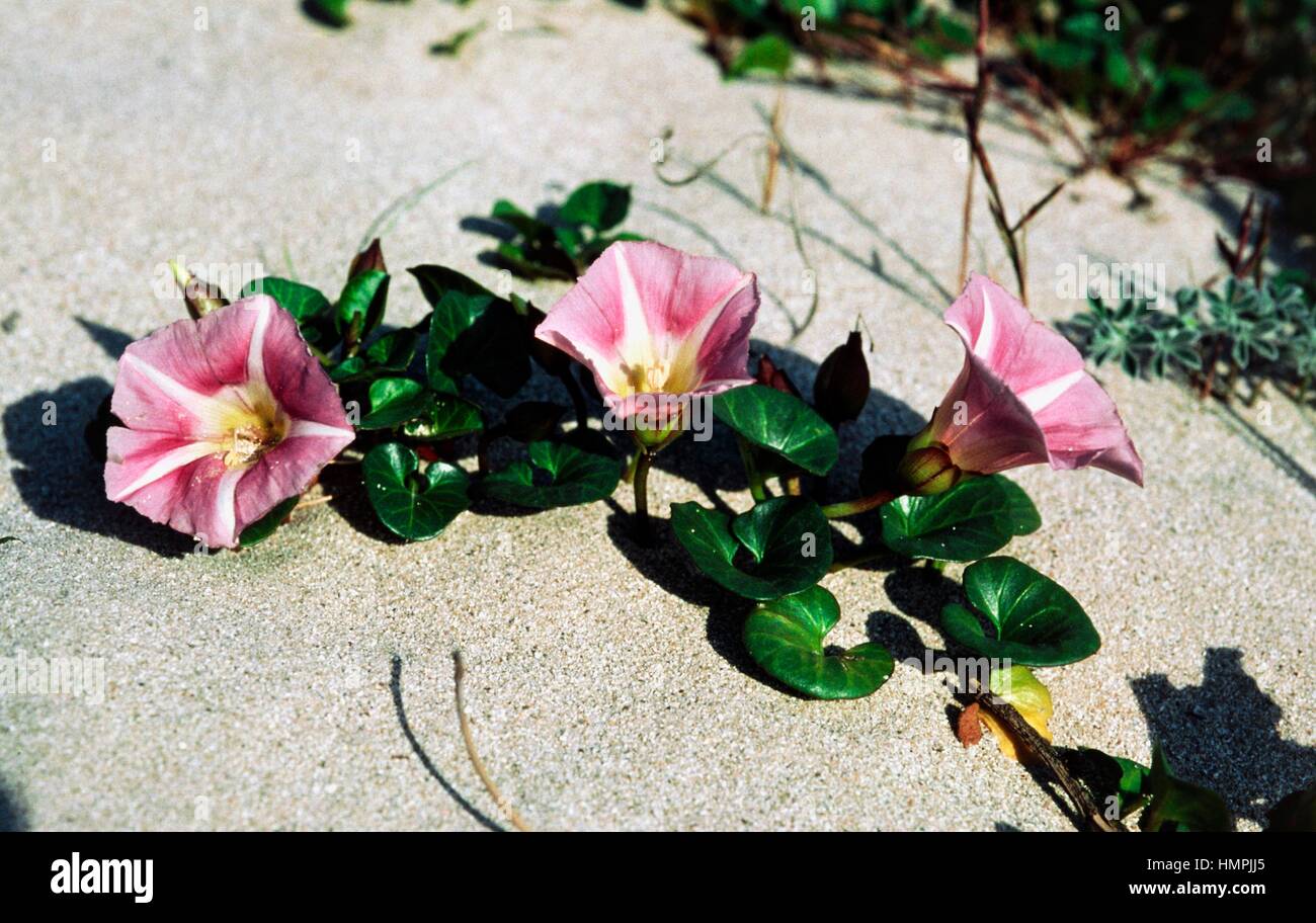 Seashore false bindweed (Calystegia soldanella or Convolvulus ...