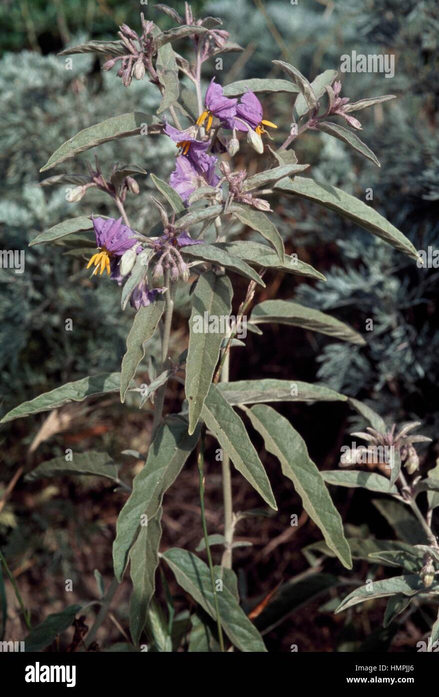 Silver-leaved nightshade or Silverleaf nightshade in bloom (Solanum ...
