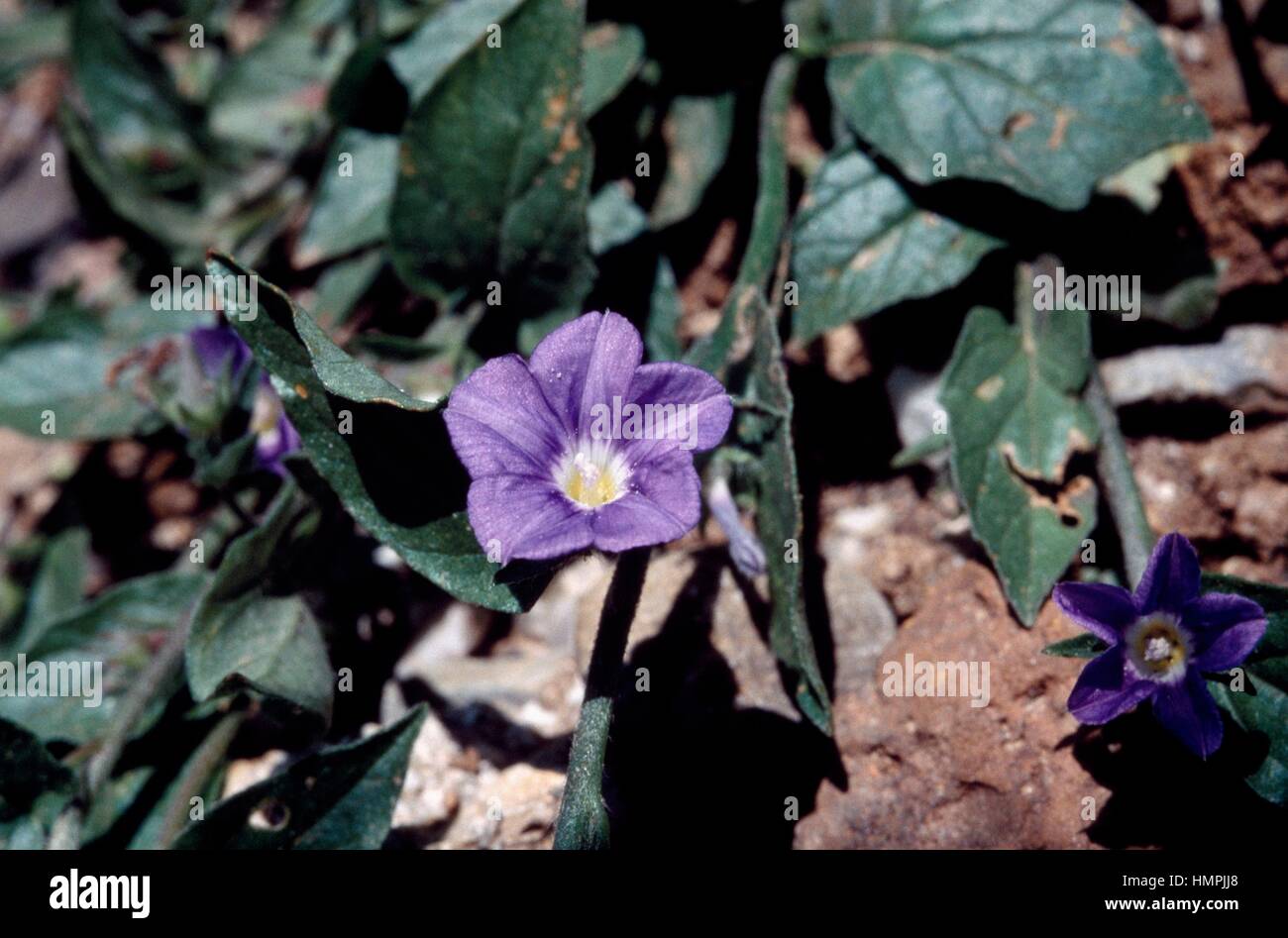 Blue bindweed, small blue convolvulus (Convolvulus siculus ...