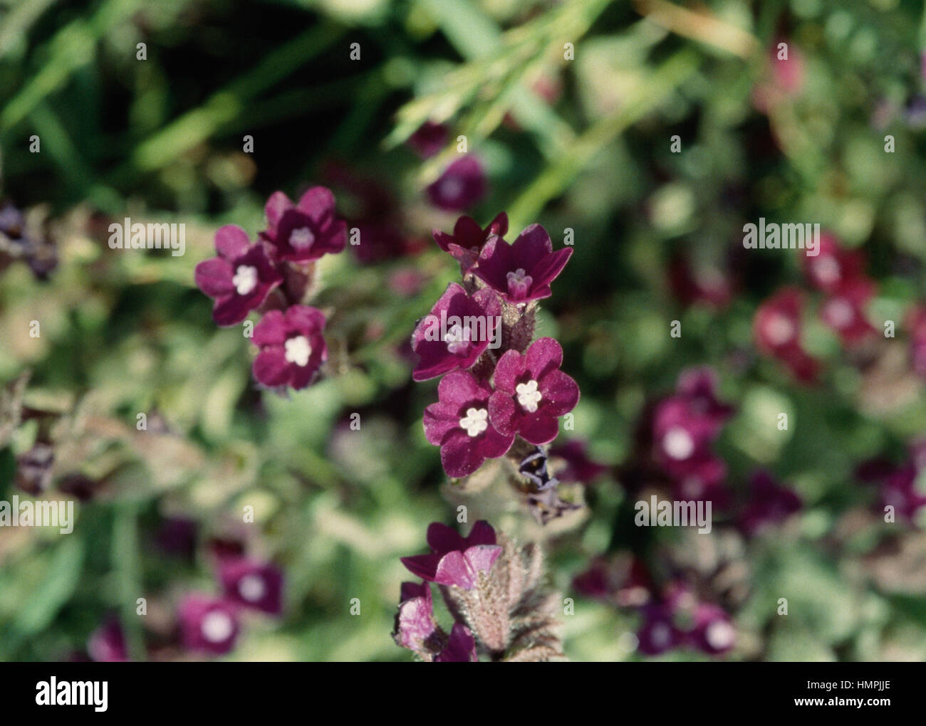 Common alkanet anchusa hi-res stock photography and images - Alamy