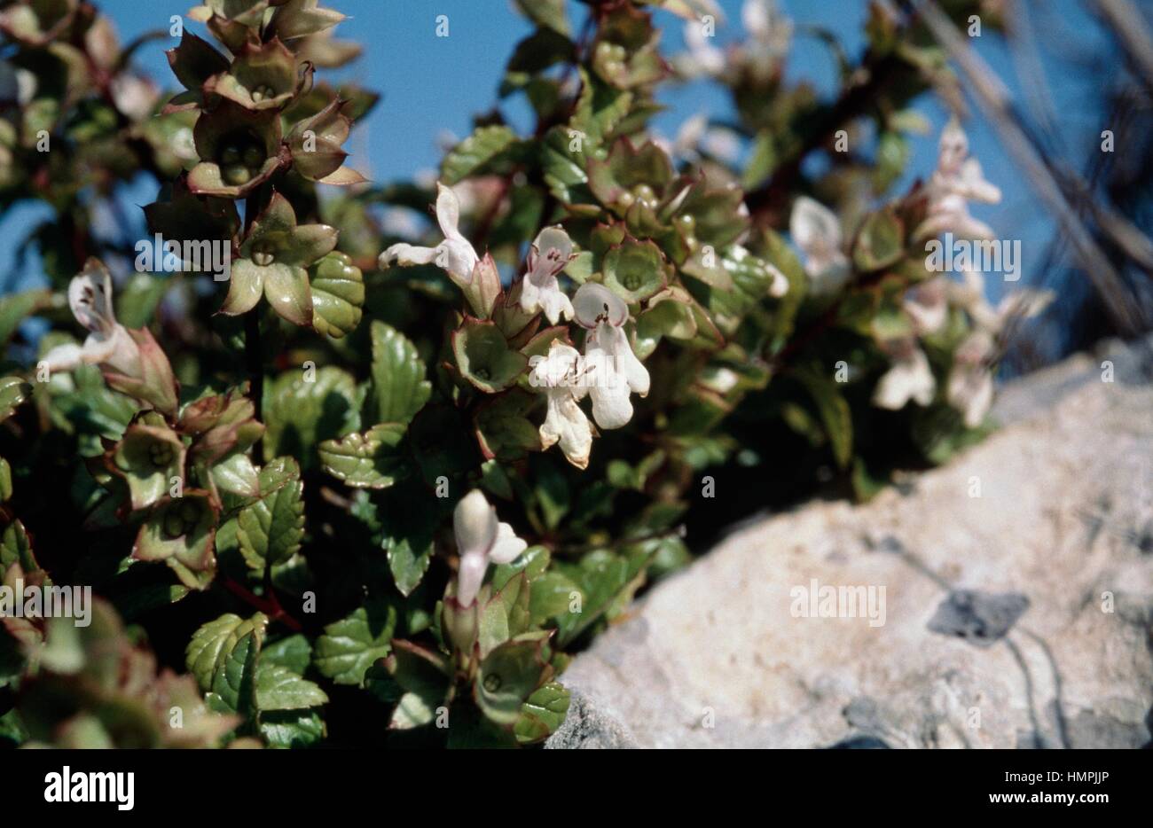 The siciliano, mediterranean prasium, white hedge-nettle (Prasium majus ...