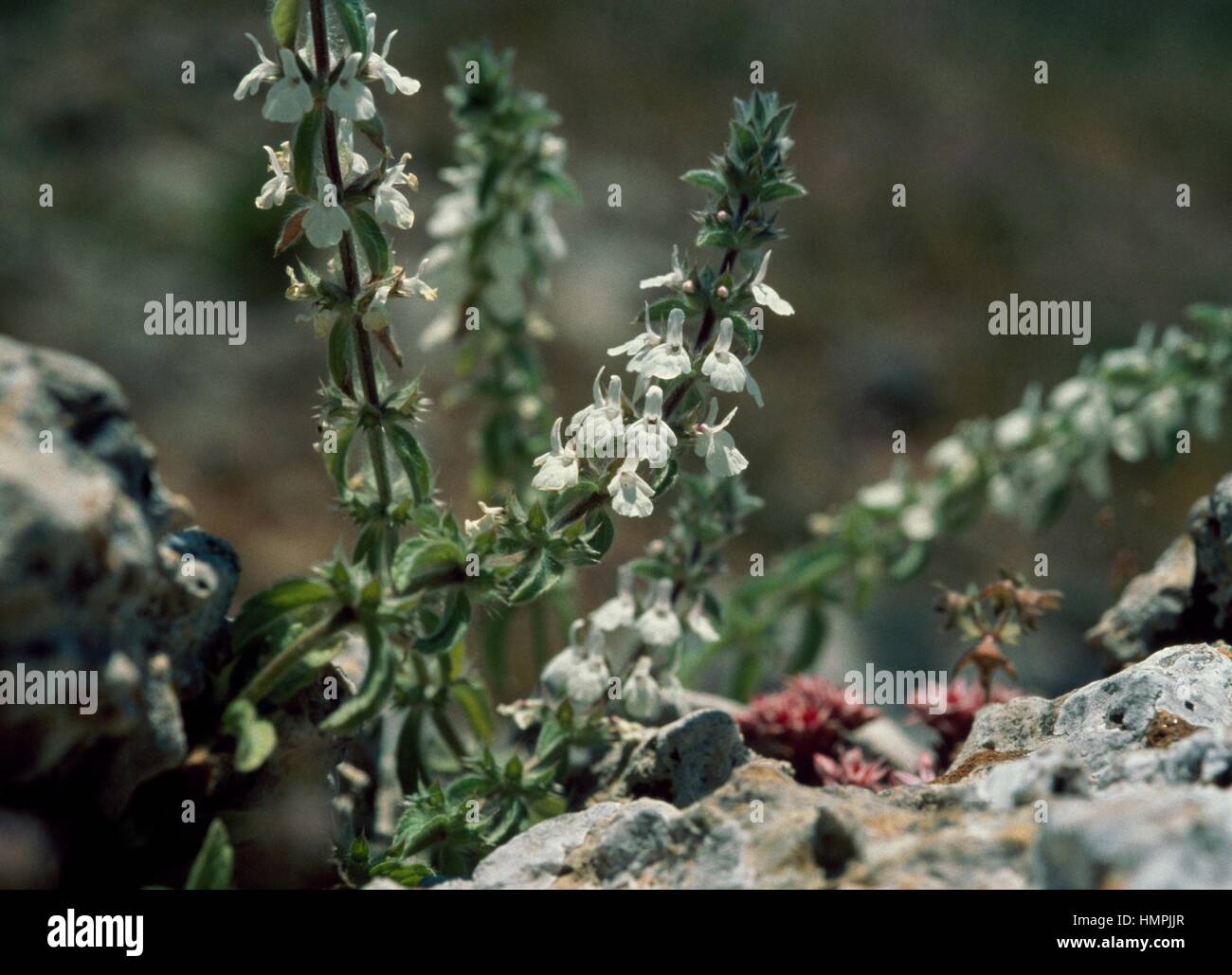 Simplebeak Ironwort (Sideritis romana), Lamiaceae Stock Photo - Alamy