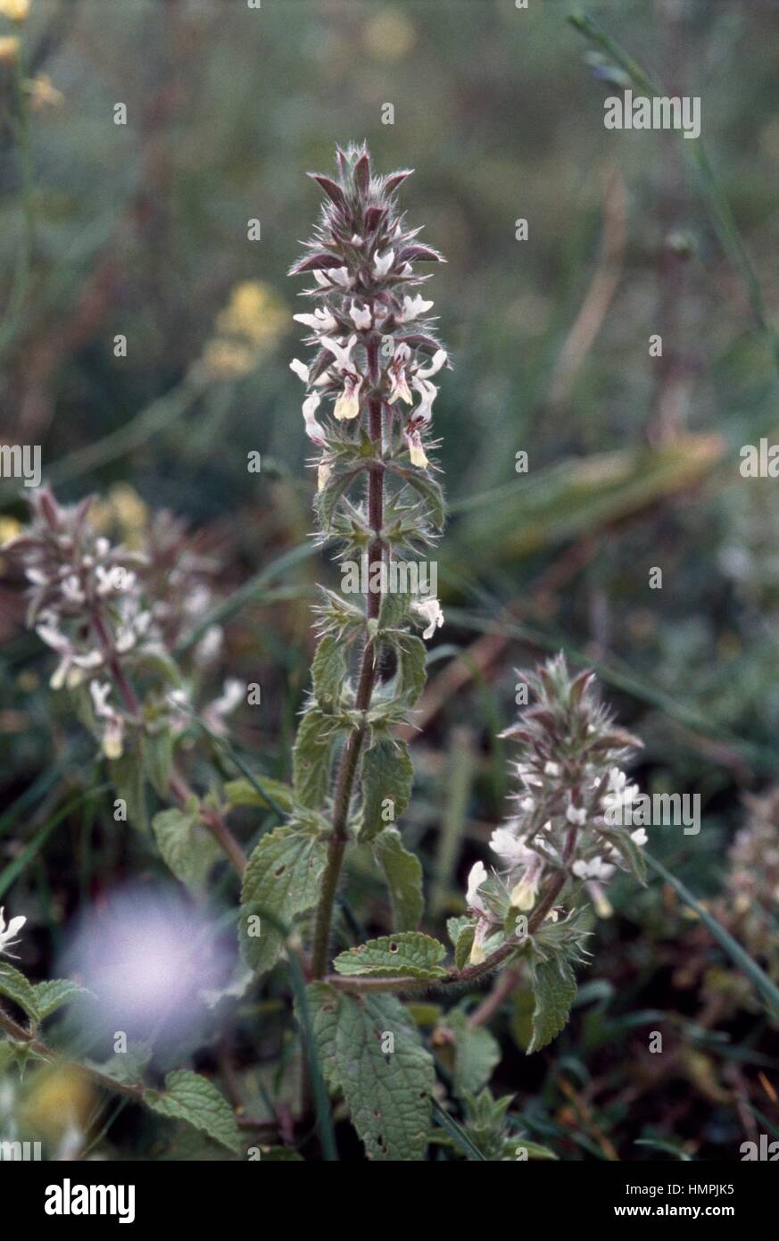 Hairy woundwort or Italian hedgenettle in bloom (Stachys ocymastrum ...