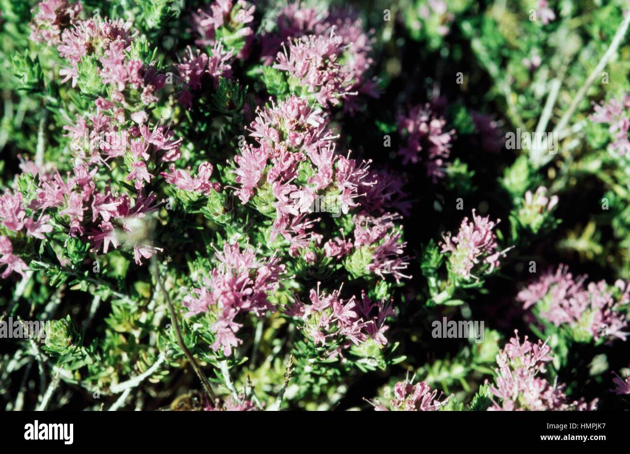 Thymus capitatus hi-res stock photography and images - Alamy