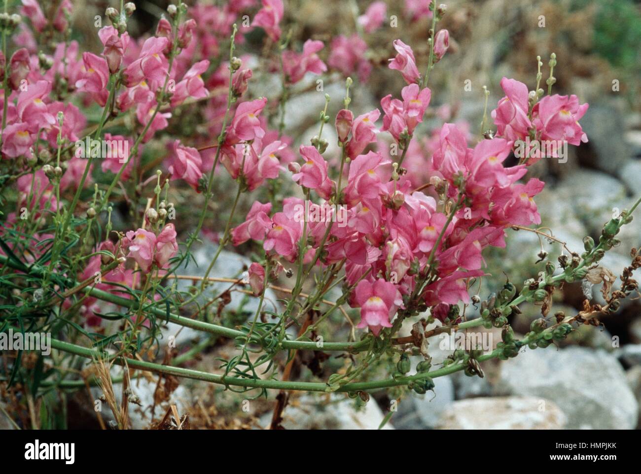 Greater Snapdragon (Antirrhinum majus tortuosum), Plantaginaceae Stock ...