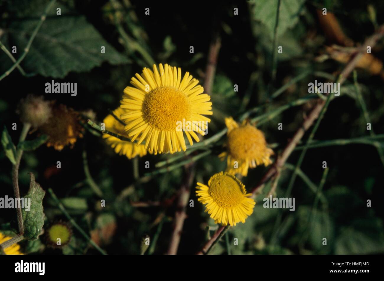 Meadow false fleabane hi-res stock photography and images - Alamy