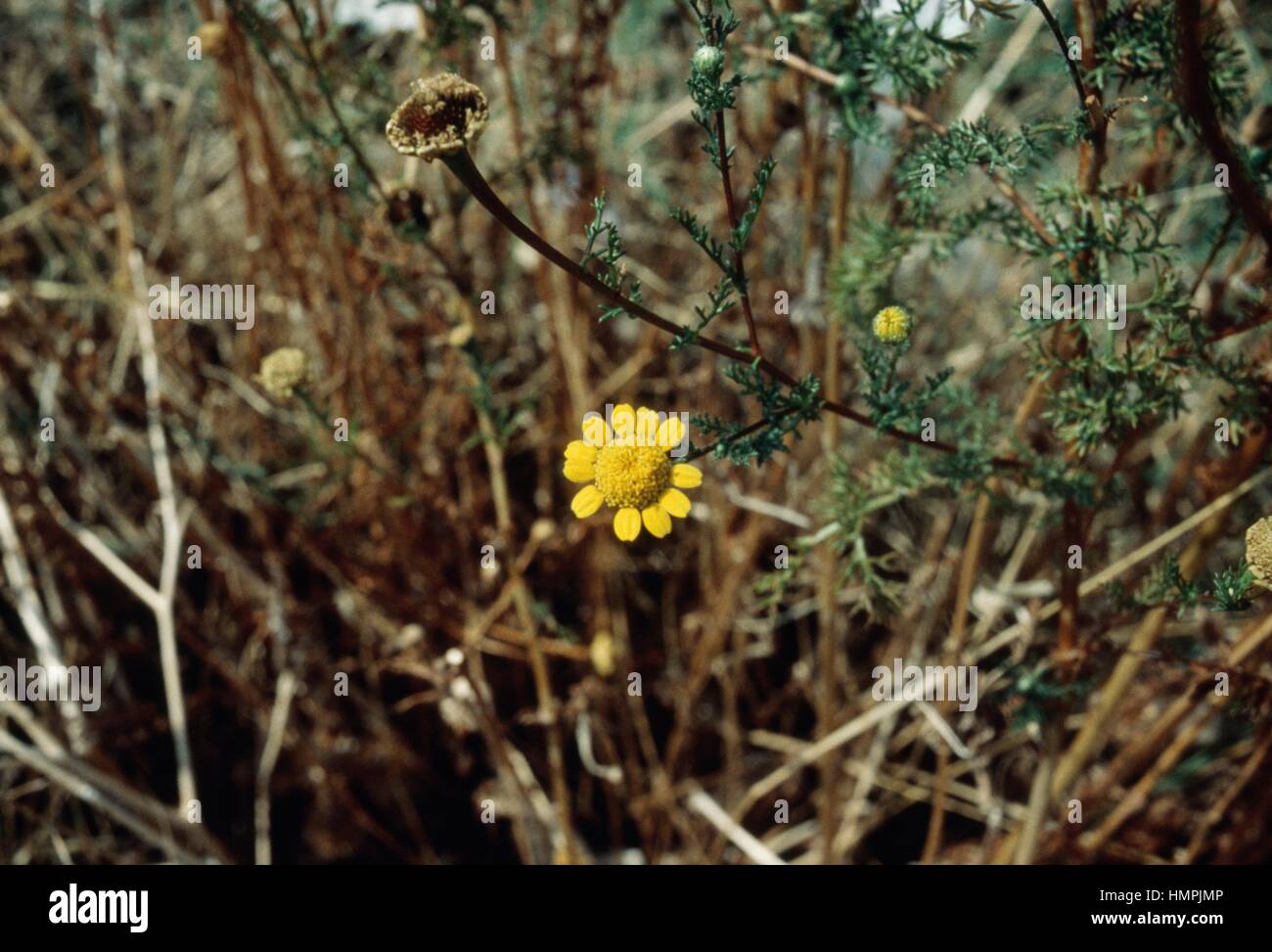 Anacyclus radiatus hi-res stock photography and images - Alamy