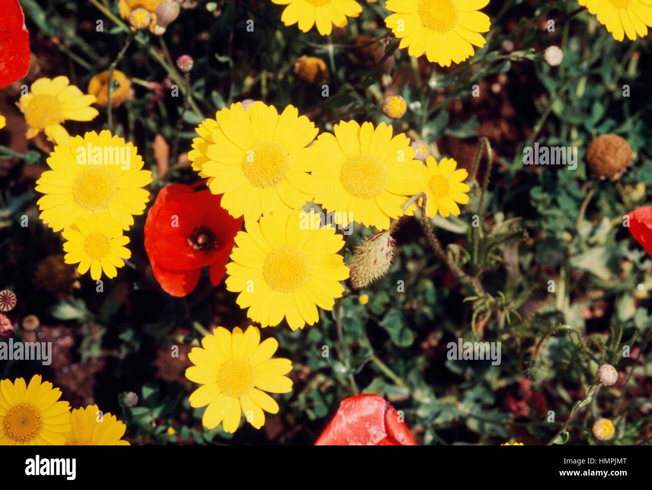 Corn marigold or corn daisy (Chrysanthemum segetum or Glebionis segetum ...