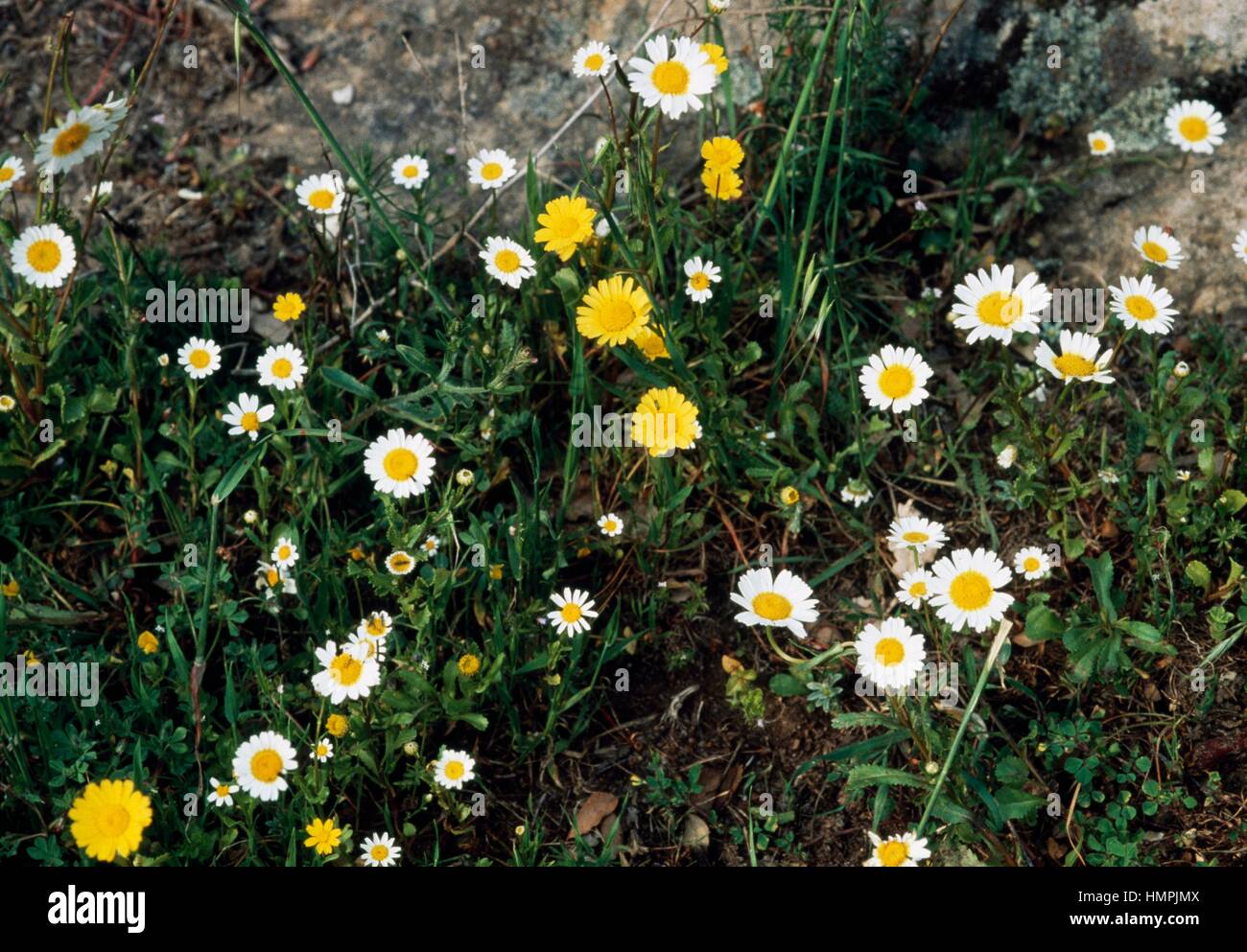 Coleostephus myconis close up hi-res stock photography and images - Alamy