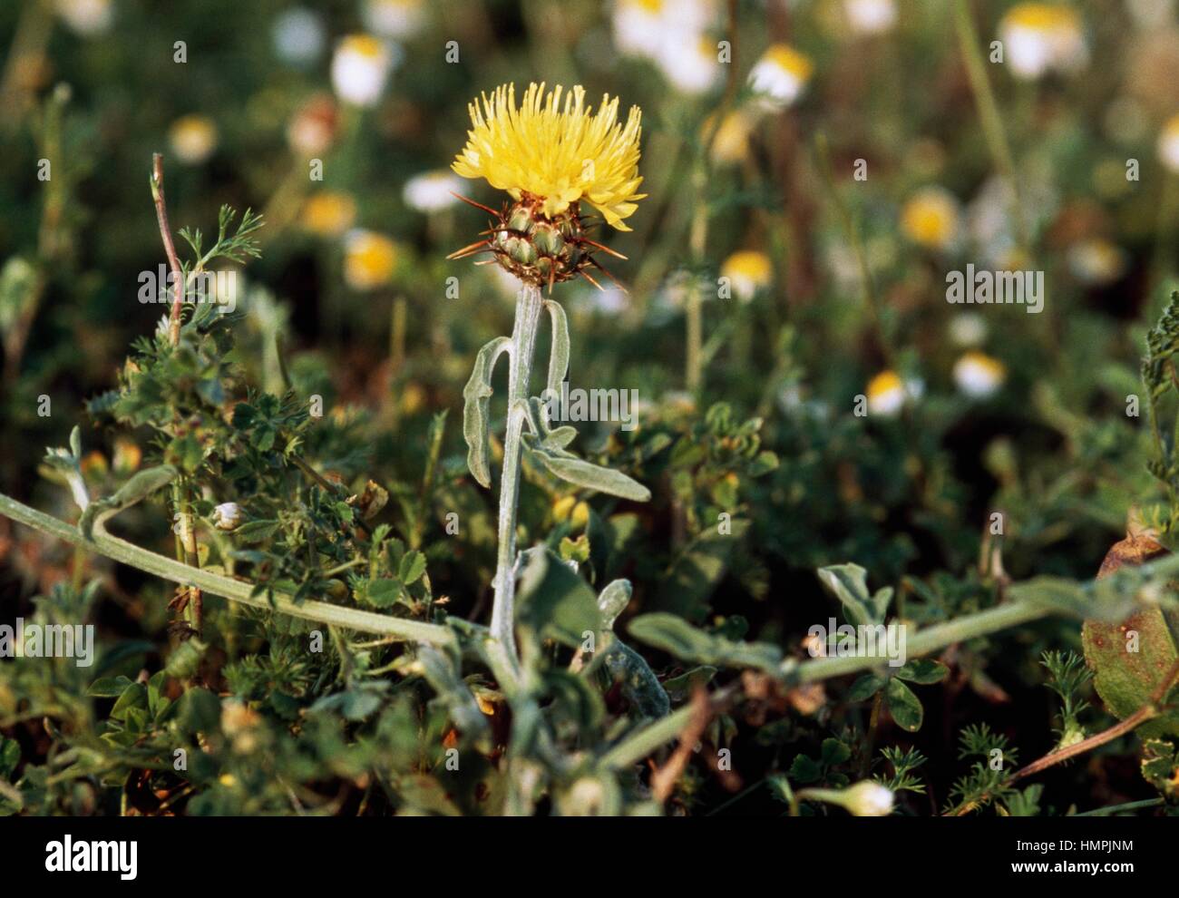 Mediterranean star thistle (Centaurea nicaeensis), Asteraceae Stock ...