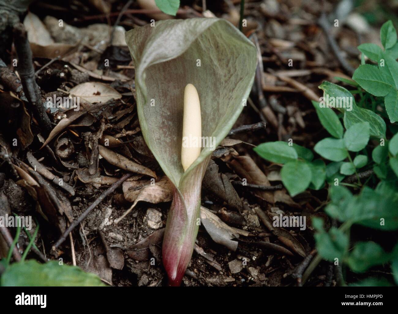 Arum cylindraceum, Araceae Stock Photo - Alamy