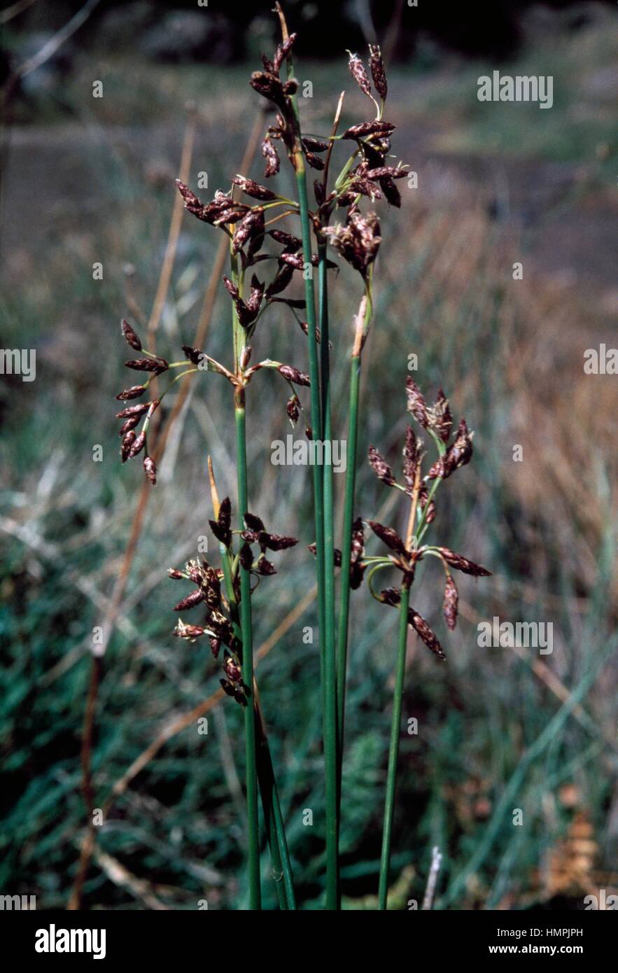 Schoenoplectus litoralis, Cyperaceae Stock Photo - Alamy