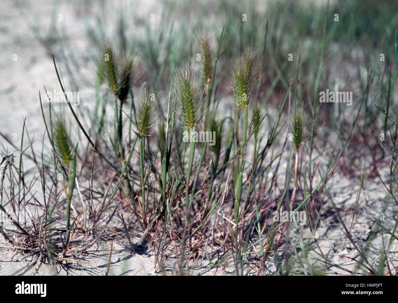 Sea barley spikelets (Hordeum marinum), Poaceae Stock Photo - Alamy