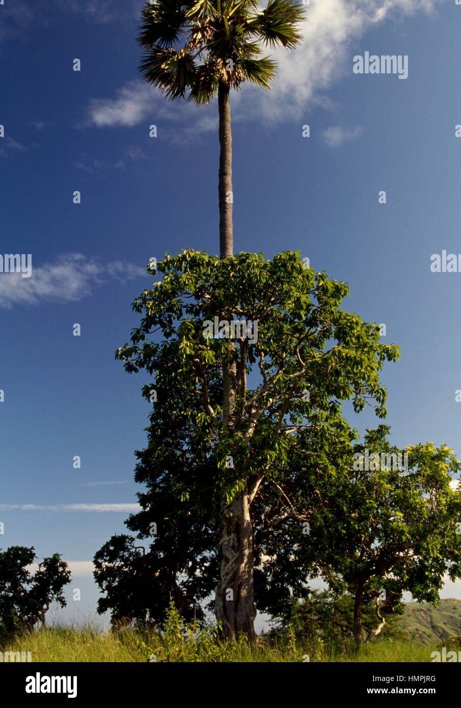 Palmyra Palm (Borassus flabellifer), Arecaceae Stock Photo - Alamy