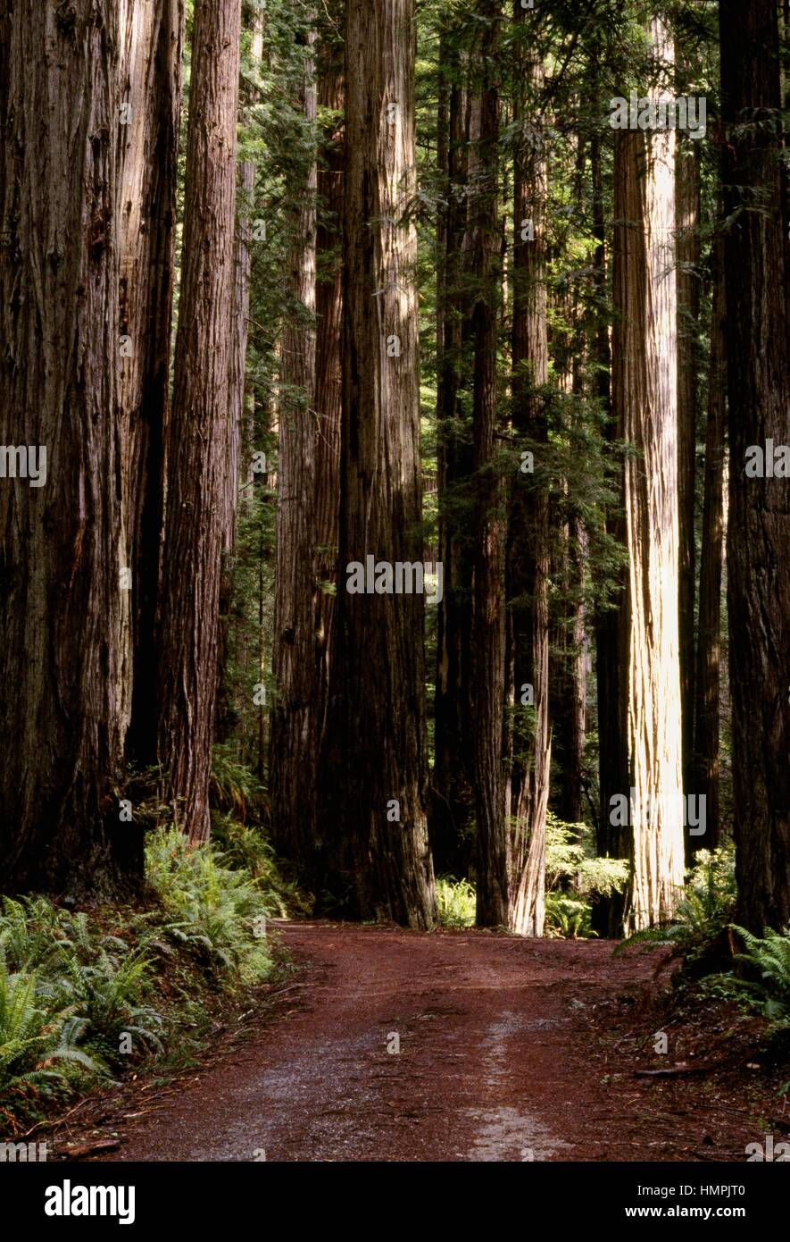 Coast redwood or California redwood trunks (Sequoia sempervirens ...