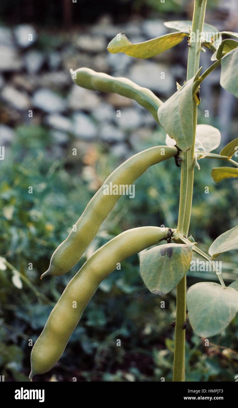 Broad Bean pods (Vicia faba), Fabaceae Stock Photo - Alamy