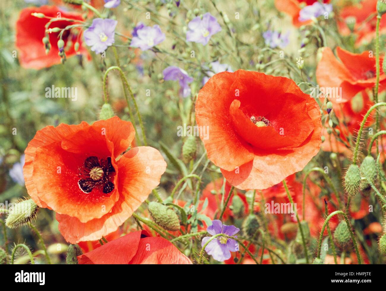 Common poppy, corn poppy, annual poppy (Papaver rhoeas), Papaveraceae ...