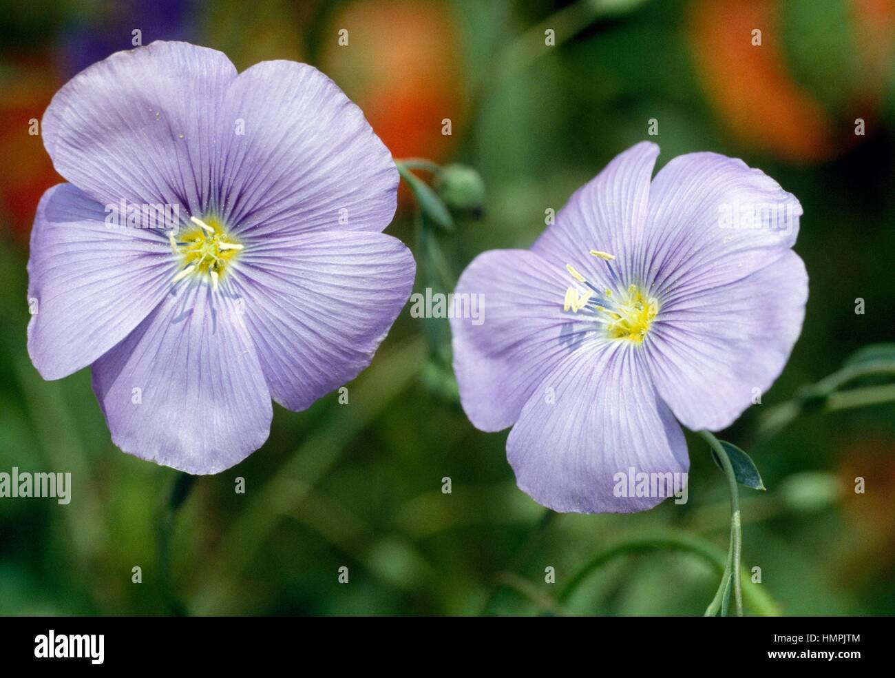 Cultivated Flax (Linum usitatissimum), Linaceae, Queyras Natural Park ...