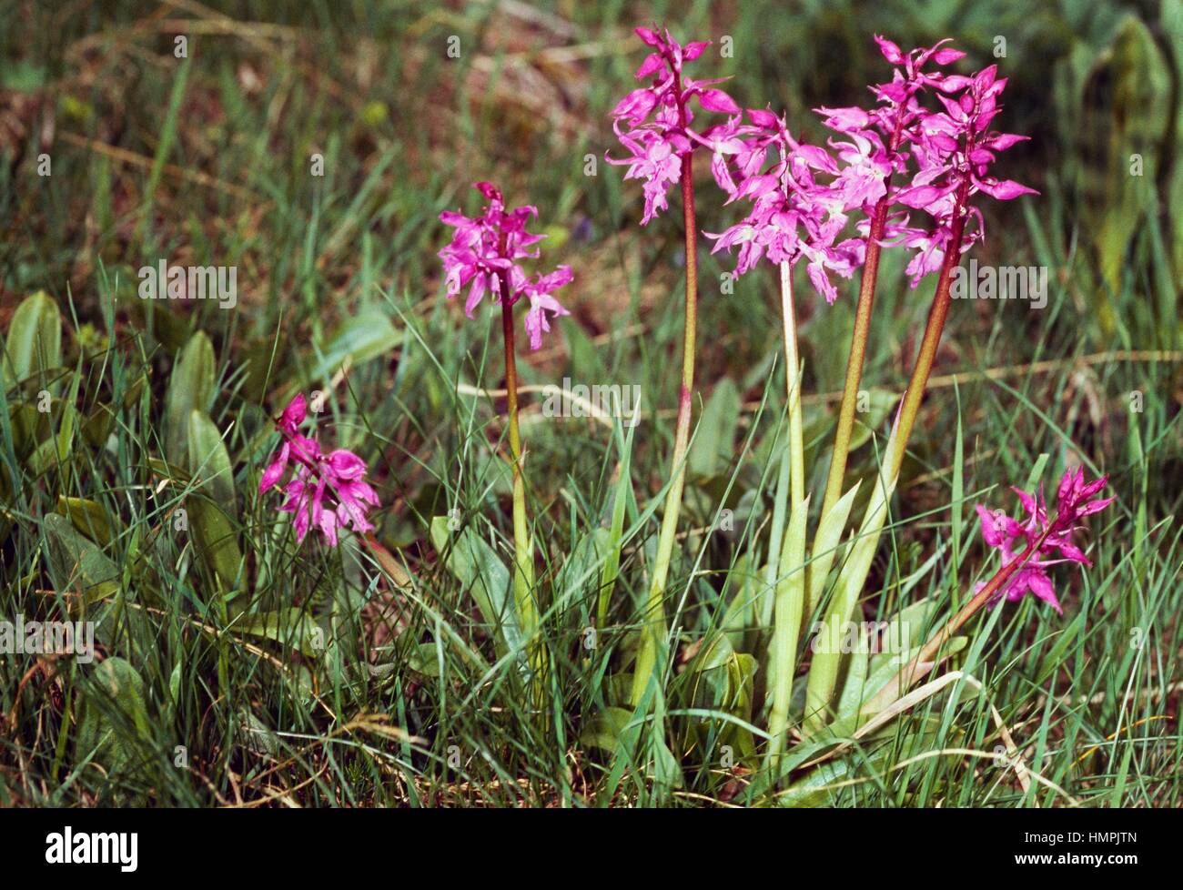 Pyramid Orchid (Anacamptis pyramidalis), Orchidaceae, Queyras Natural ...