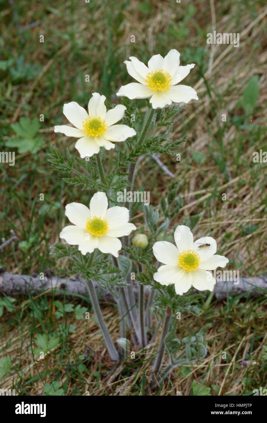 Alpine pasqueflower or Alpine anemone (Pulsatilla alpina ...