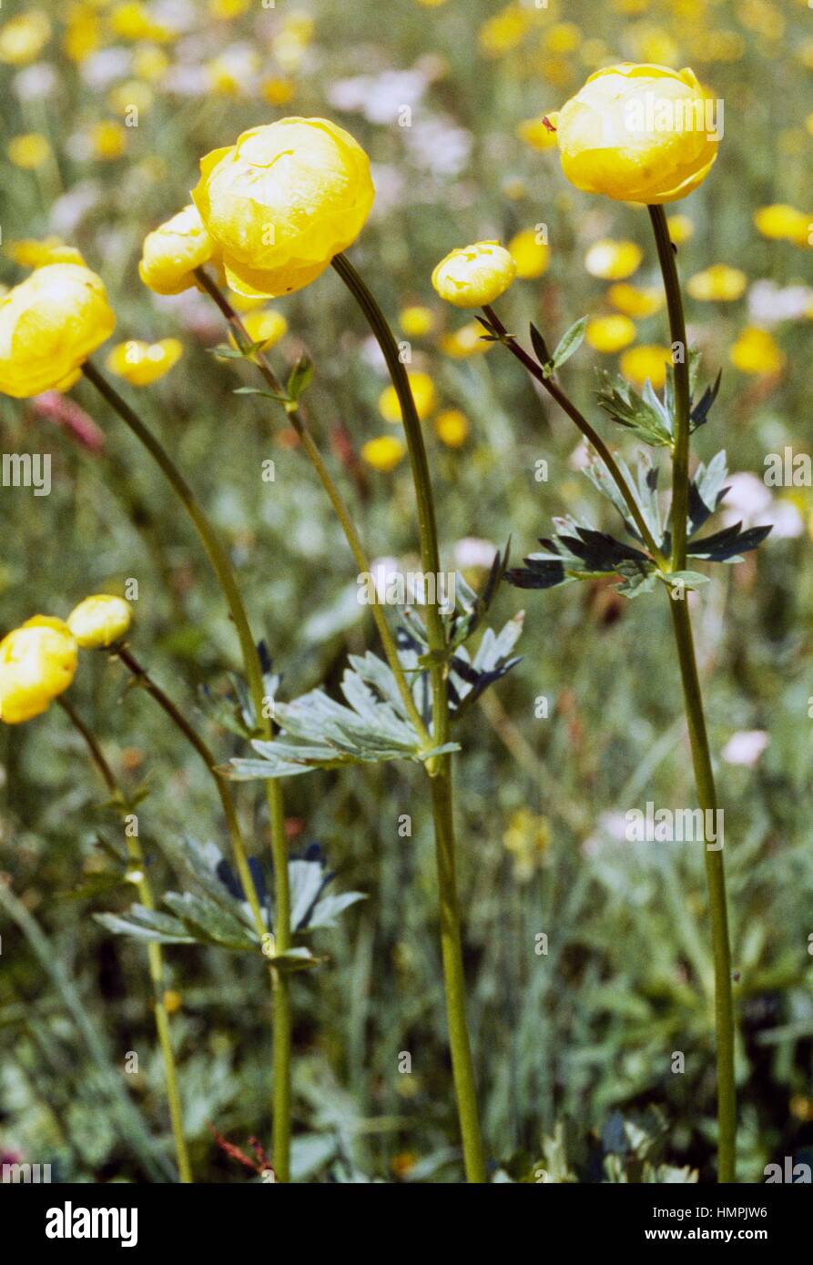 Queyras national park hi-res stock photography and images - Alamy