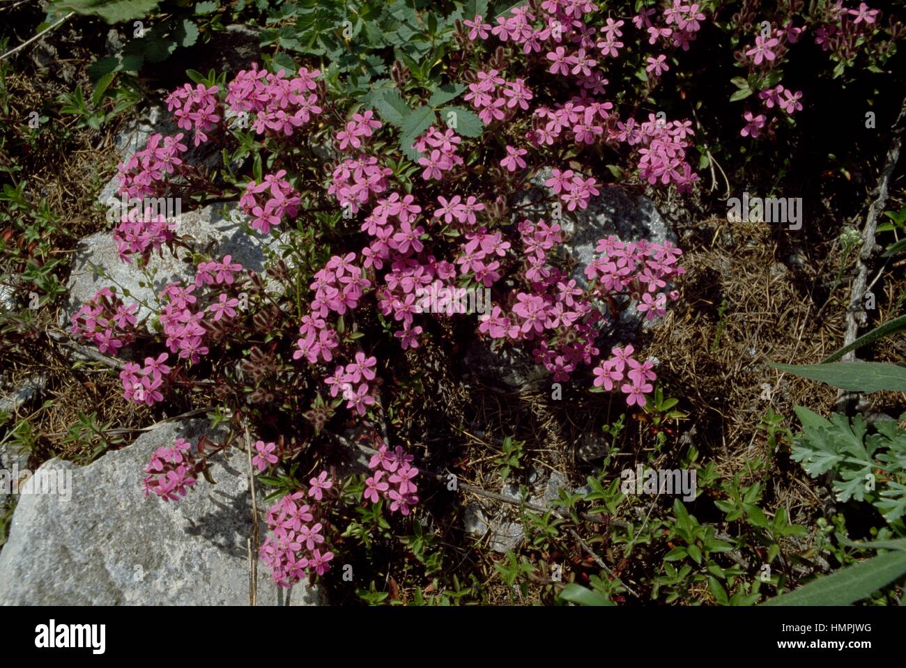 Moss Campion (Silene acaulis), Caryophyllaceae Stock Photo - Alamy