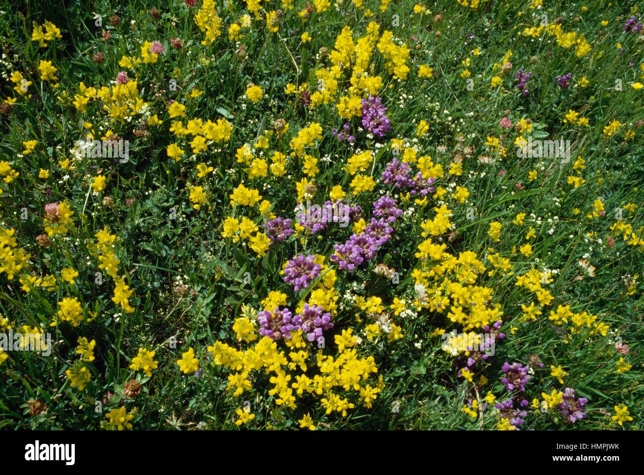 Papilionaceae sp and Common self-heal or heal-all (Prunella vulgaris ...