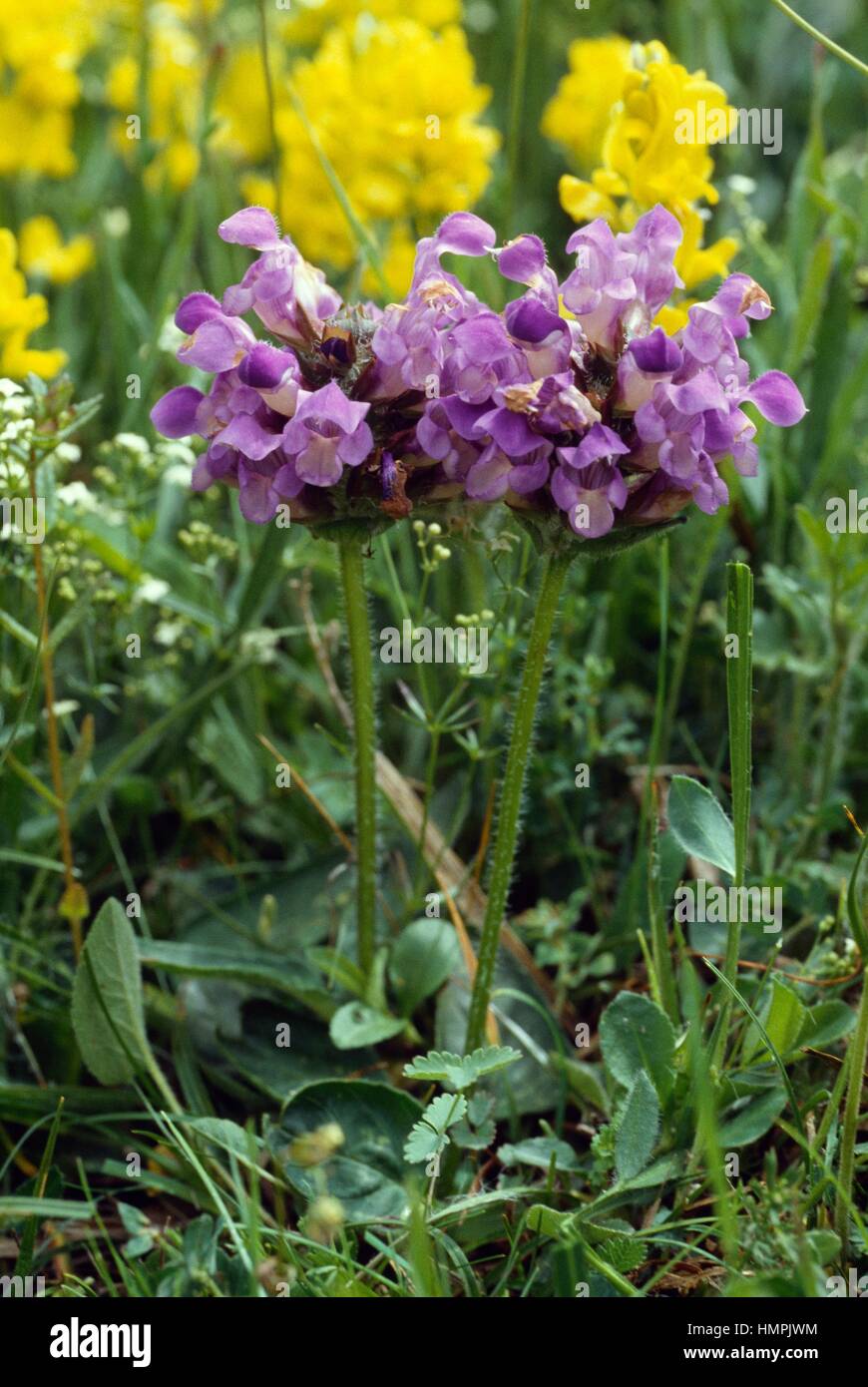 Papilionaceae sp and Common self-heal or heal-all (Prunella vulgaris ...