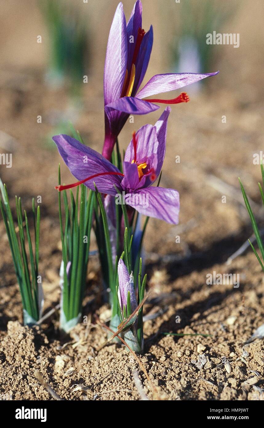 Botany nature crocus in hi-res stock photography and images - Alamy