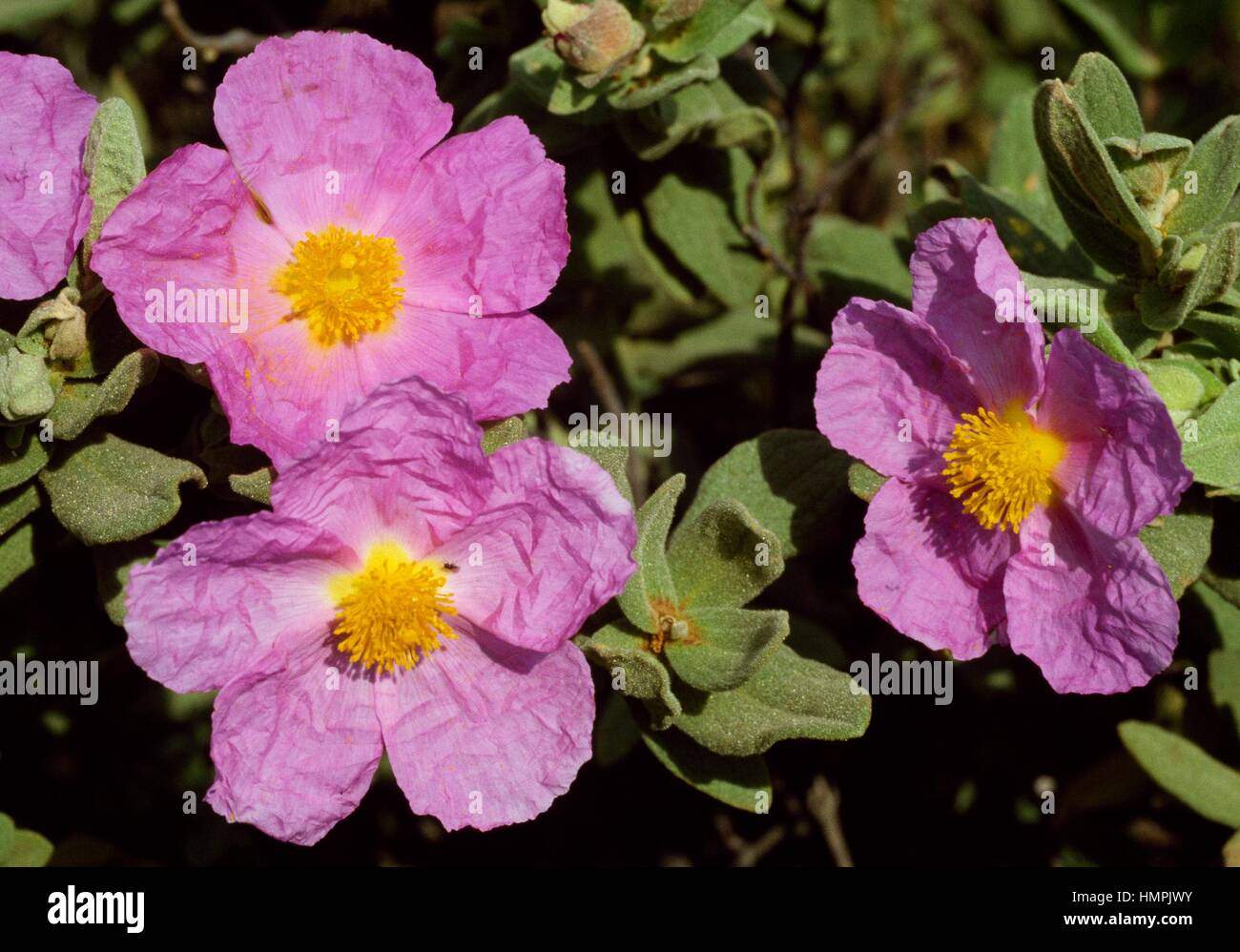 Hairy rockrose hi-res stock photography and images - Alamy