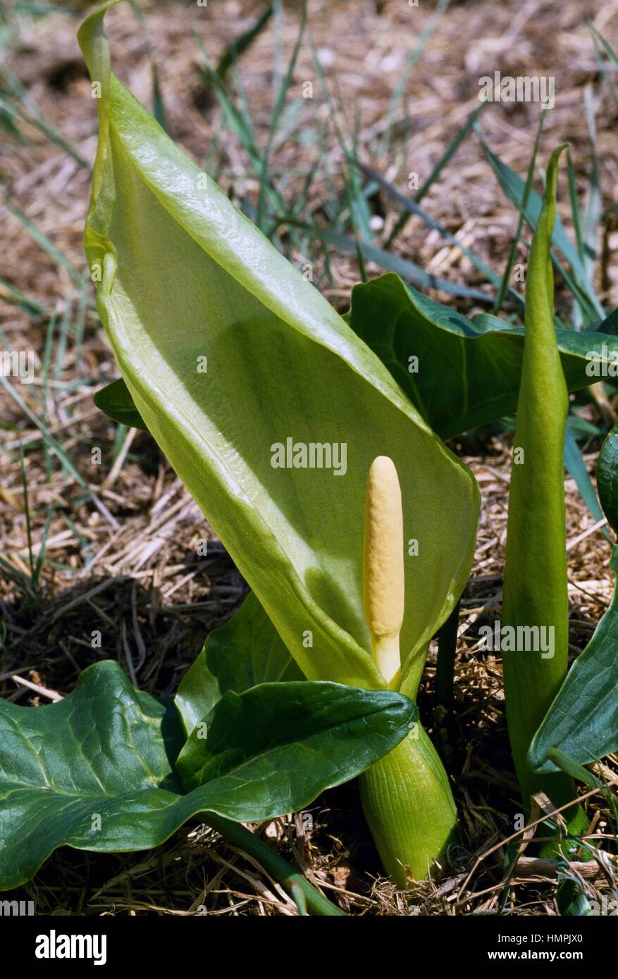 Italian arum or Italian lords-and-ladies (Arum italicum), Araceae ...