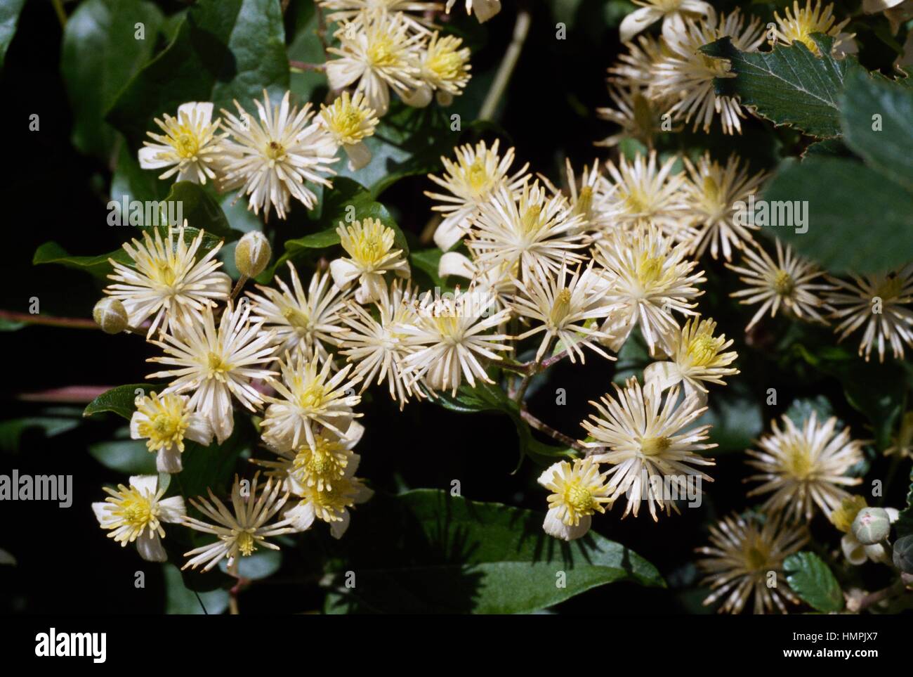 Myrtle myrtus communis myrtaceae hi-res stock photography and images ...