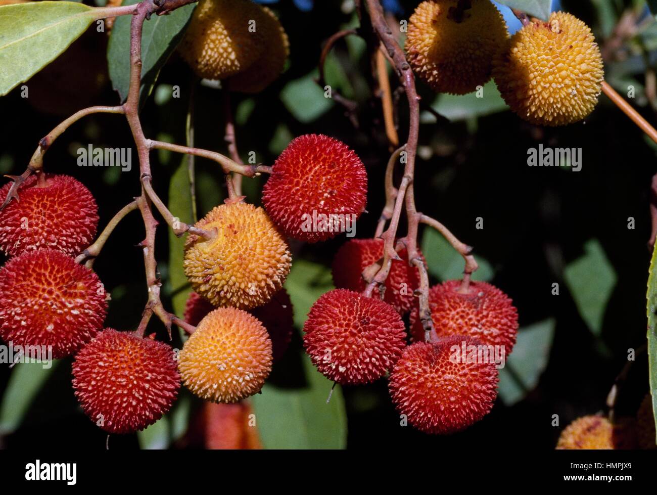 Strawberry tree arbutus unedo hi-res stock photography and images - Alamy