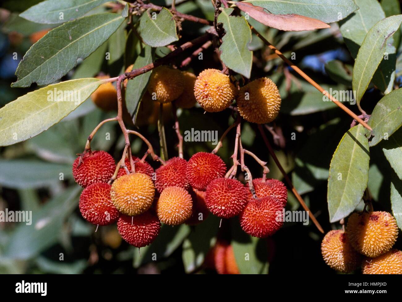 Arbutus unedo people hi-res stock photography and images - Alamy