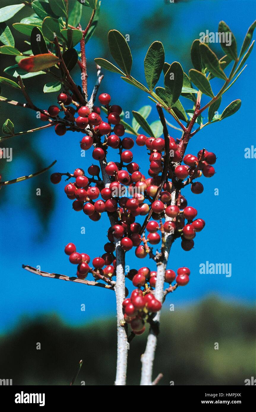 Mastic pistacia lentiscus hi-res stock photography and images - Alamy