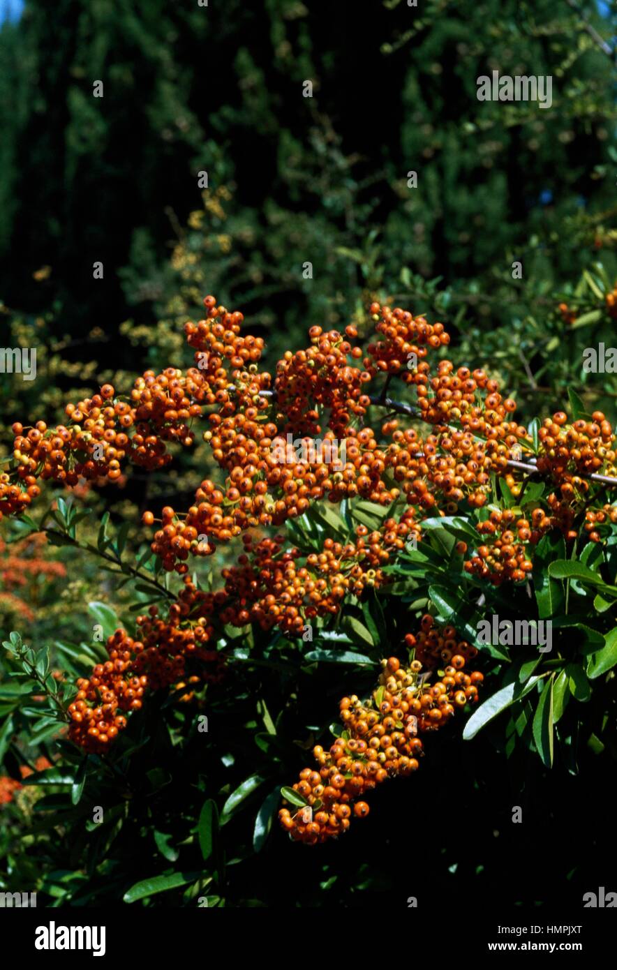 Pyracantha Sp High Resolution Stock Photography and Images - Alamy
