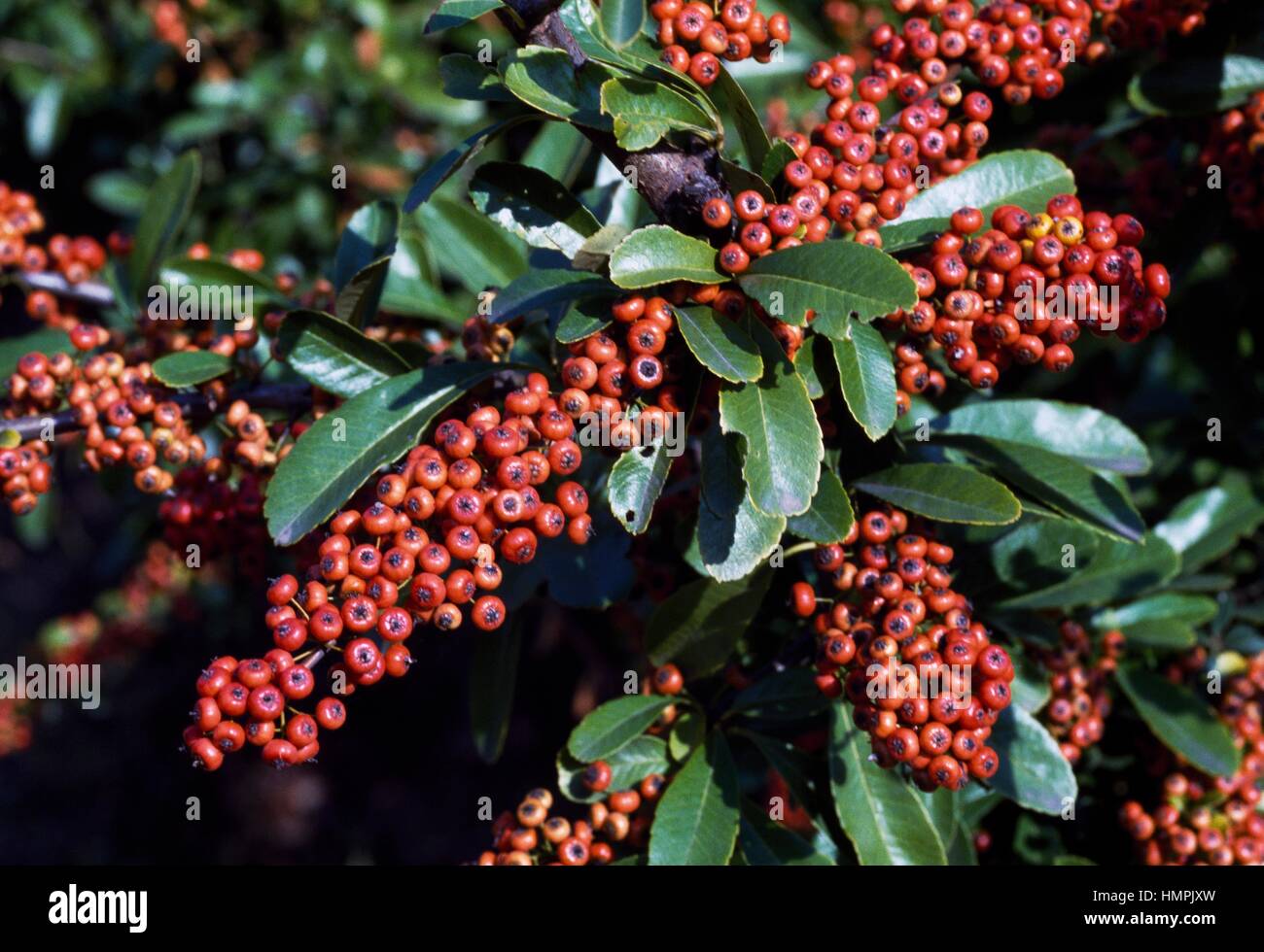 Pyracantha sp hi-res stock photography and images - Alamy