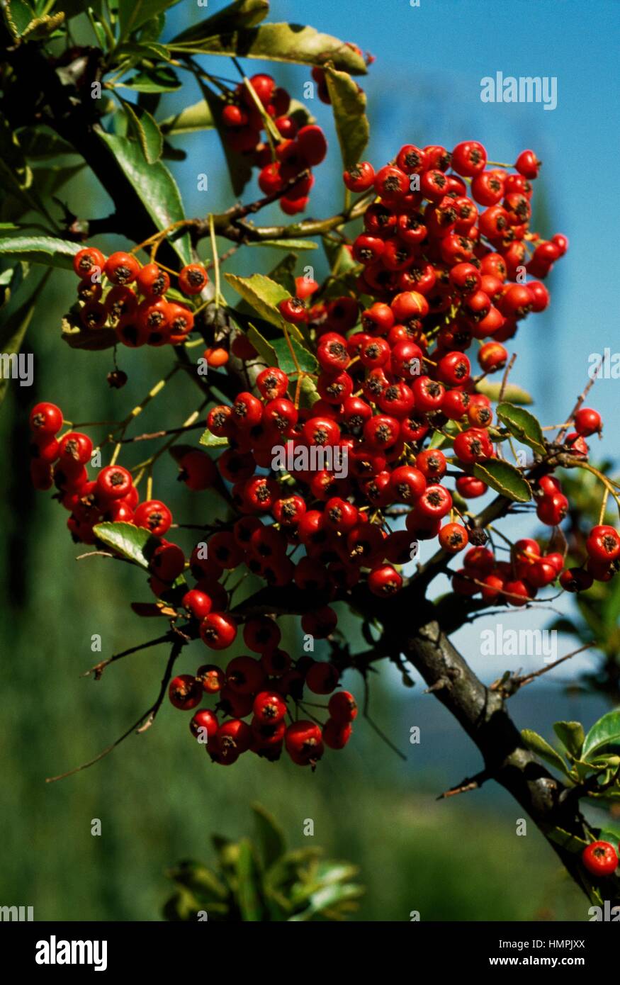 Pyracanth hi-res stock photography and images - Alamy