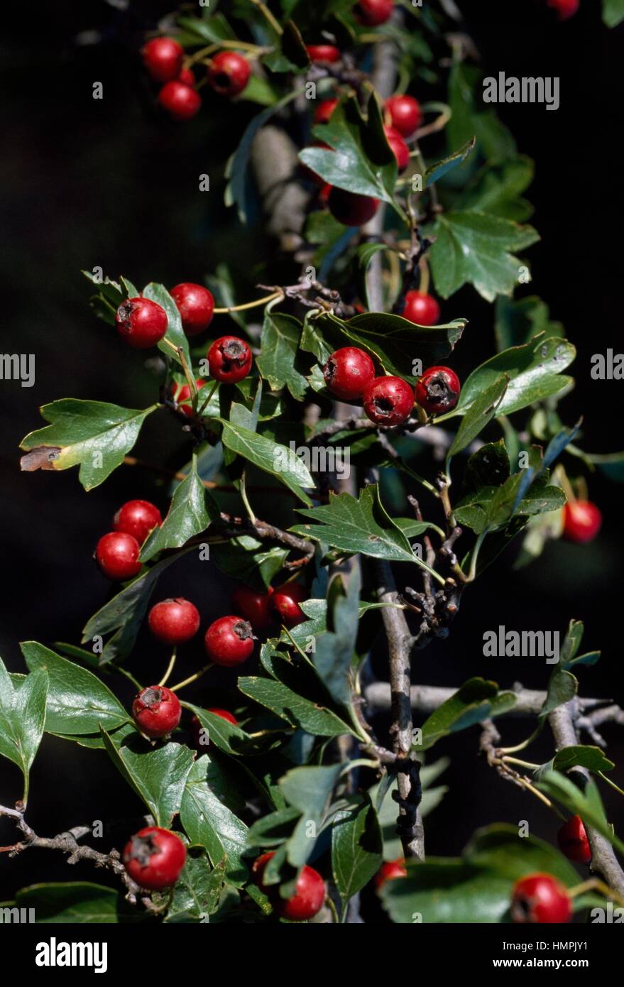 Oxyacantha hi-res stock photography and images - Alamy
