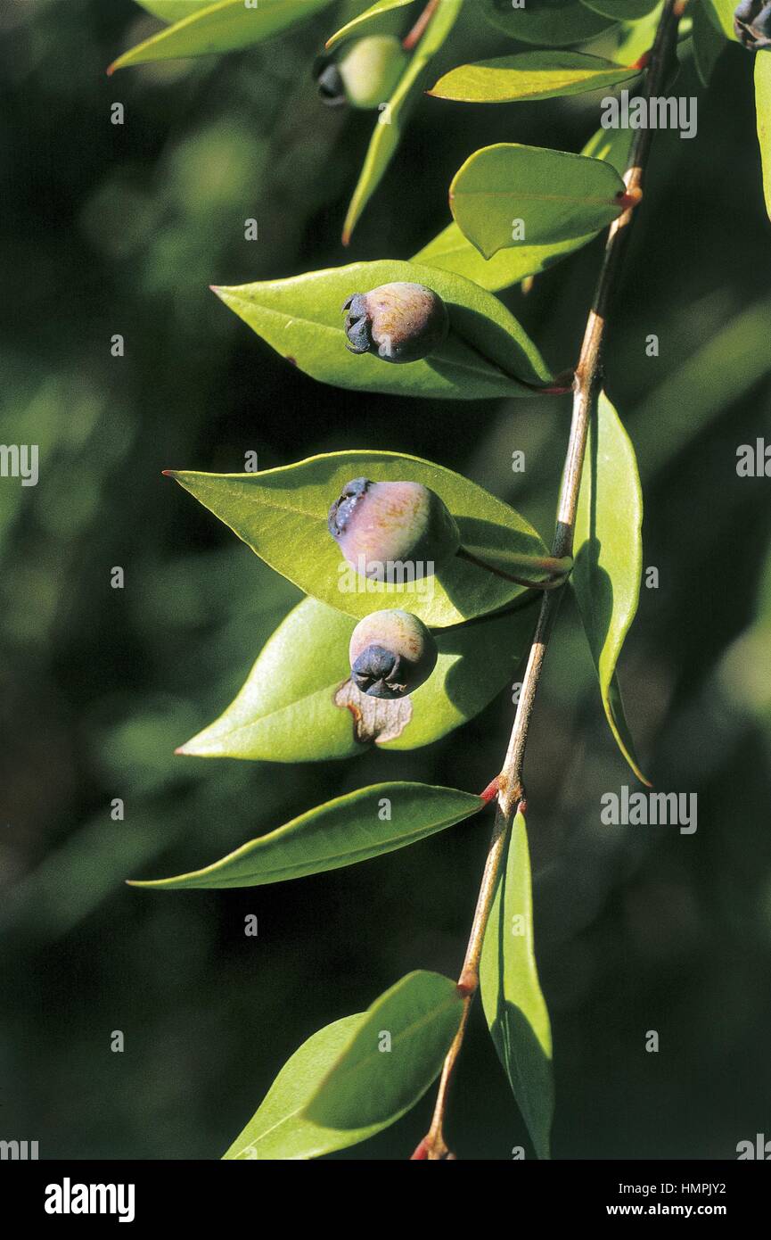 Botany - Shrubs - Myrtaceae - Myrtle (Myrtus communis), berries Stock ...