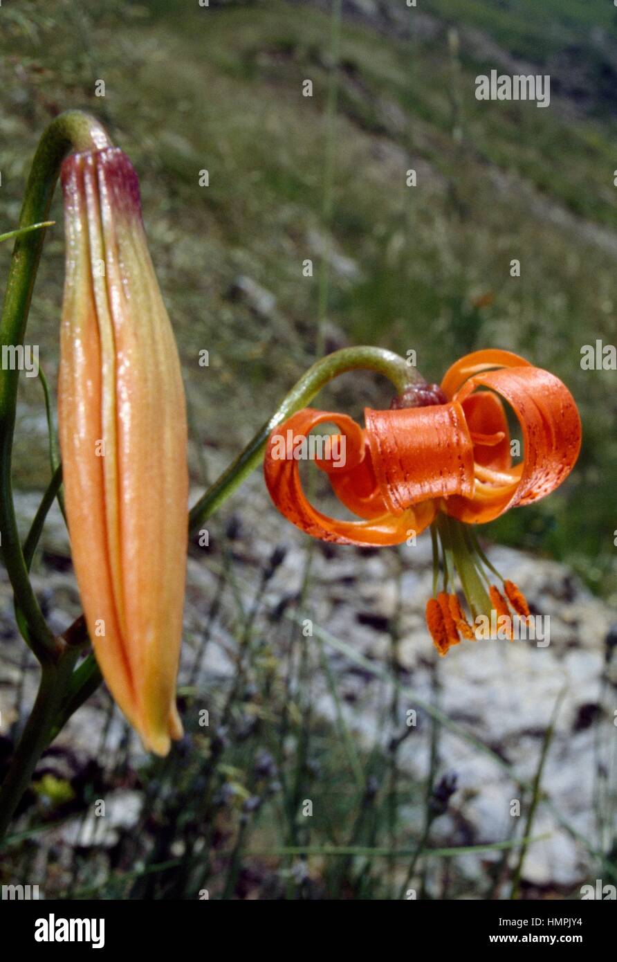 Turban lily (Lilium pomponium), Liliaceae, Maritime Alps, Italy Stock ...