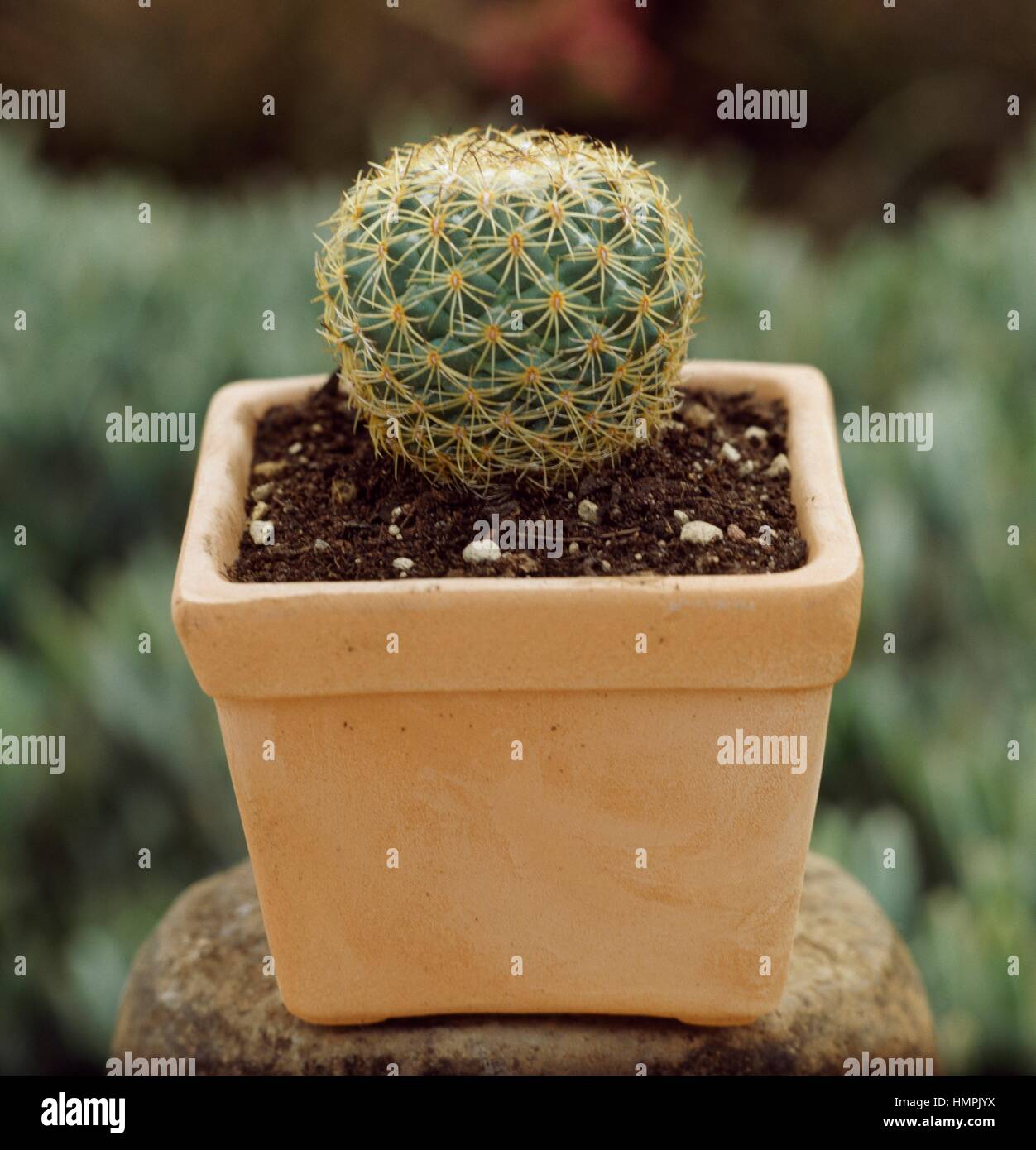 Coryphantha greenwoodii, Cactaceae Stock Photo - Alamy