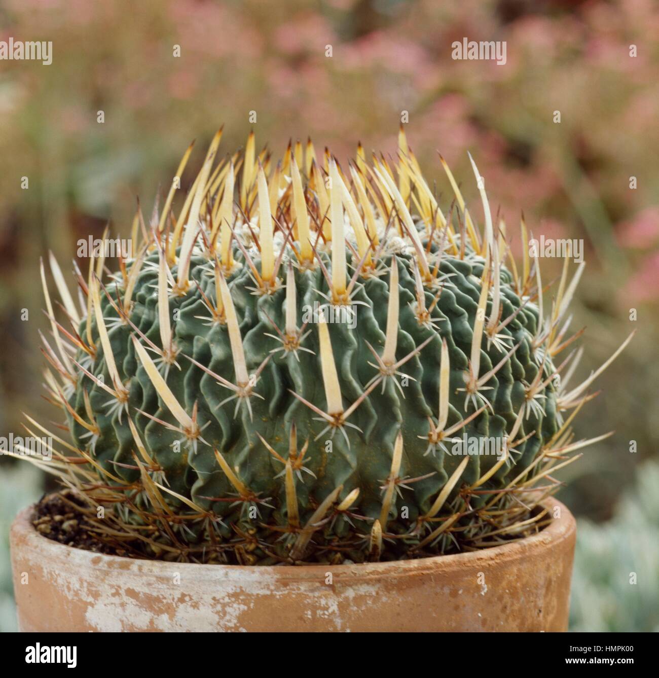 Coryphantha greenwoodii, Cactaceae Stock Photo - Alamy