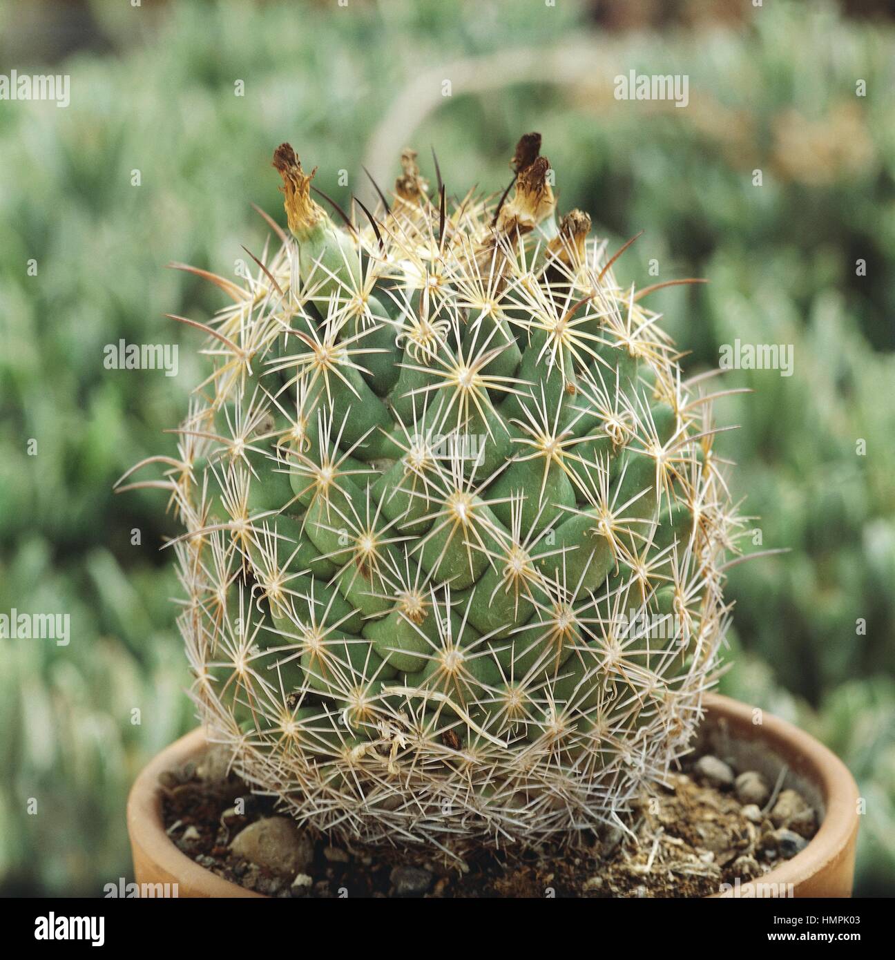 Botany - Cactaceae. Beehive cactus Coryphantha palmeri Stock Photo - Alamy