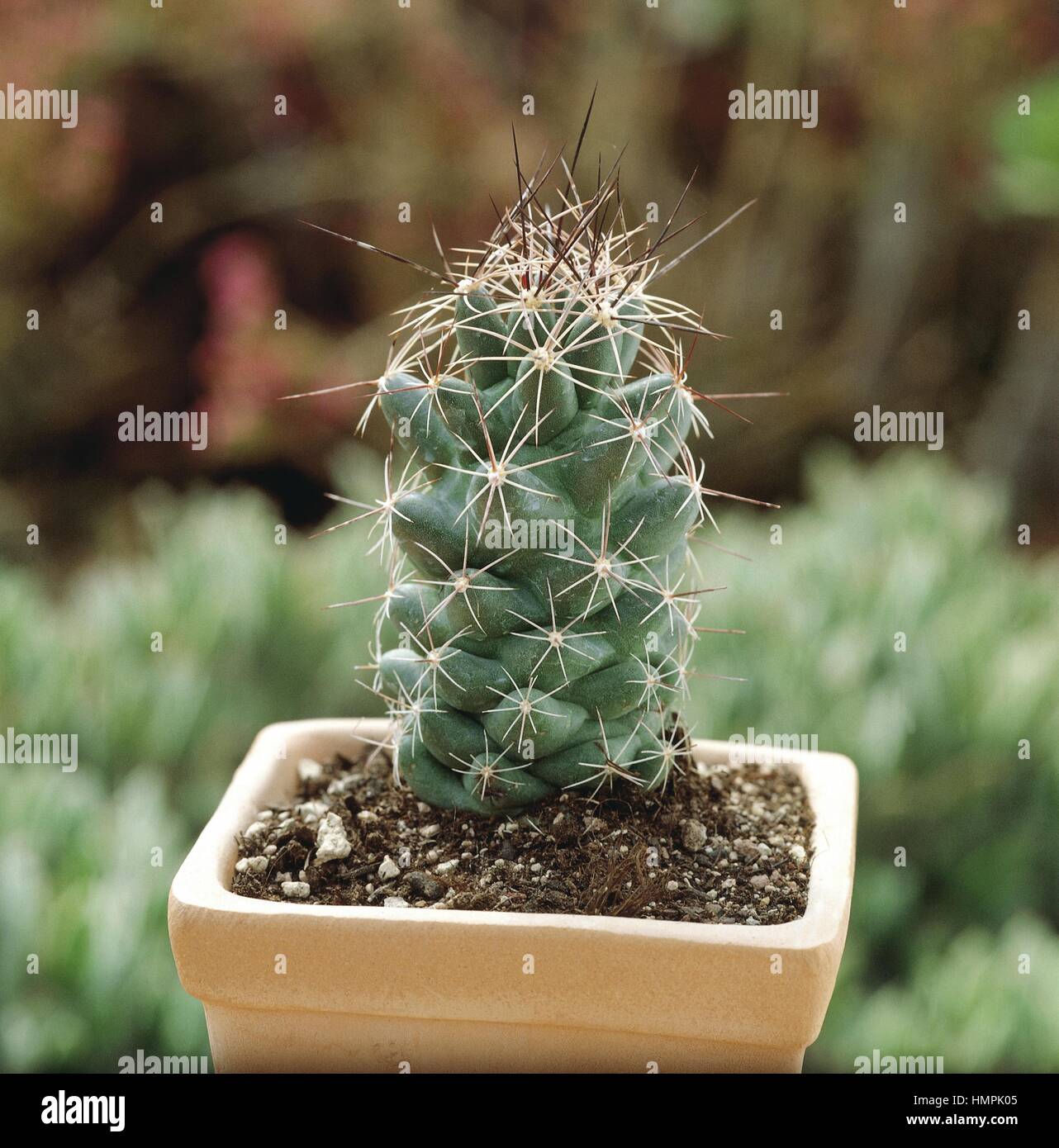 Botany cactaceae beehive hi-res stock photography and images - Alamy