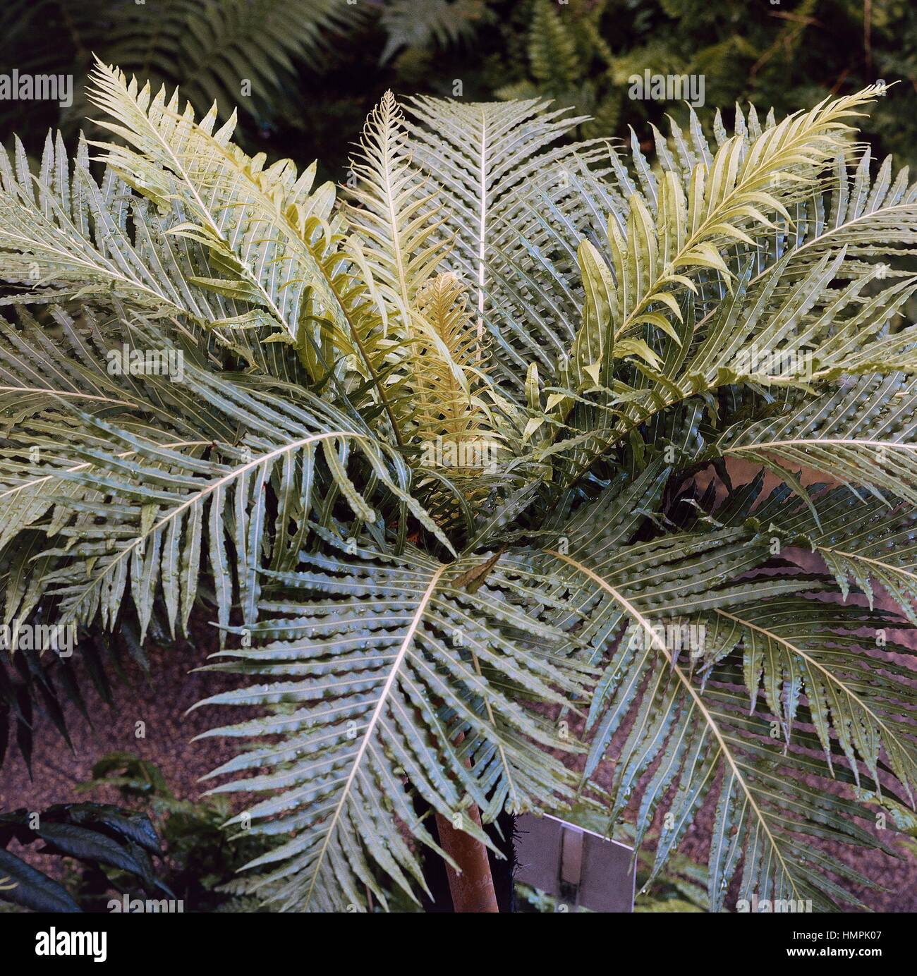 Silver lady or Dwarf tree fern (Blechnum gibbum), Blechnaceae Stock ...