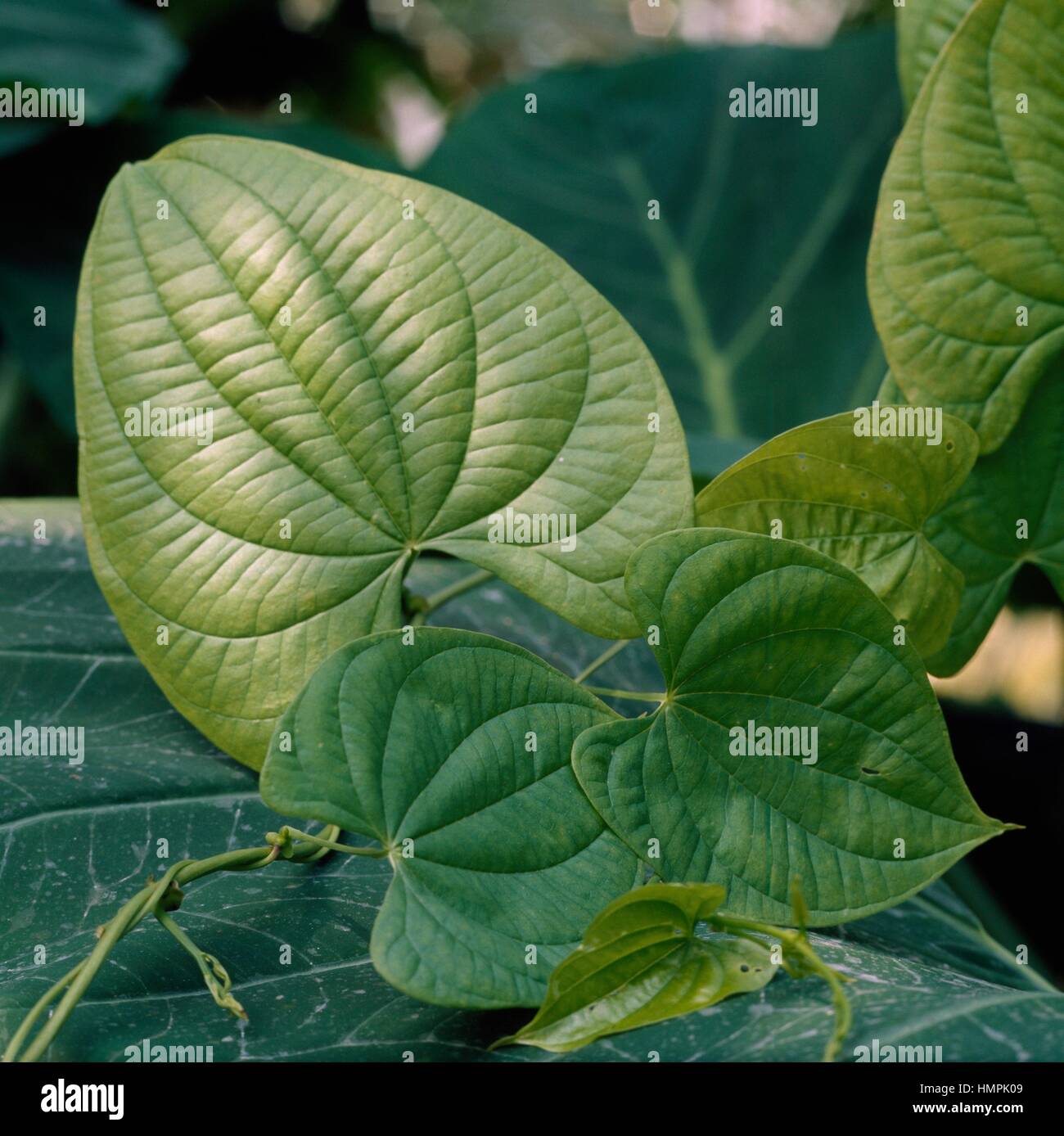 Air potato (Dioscorea bulbifera), Dioscoreaceae Stock Photo - Alamy
